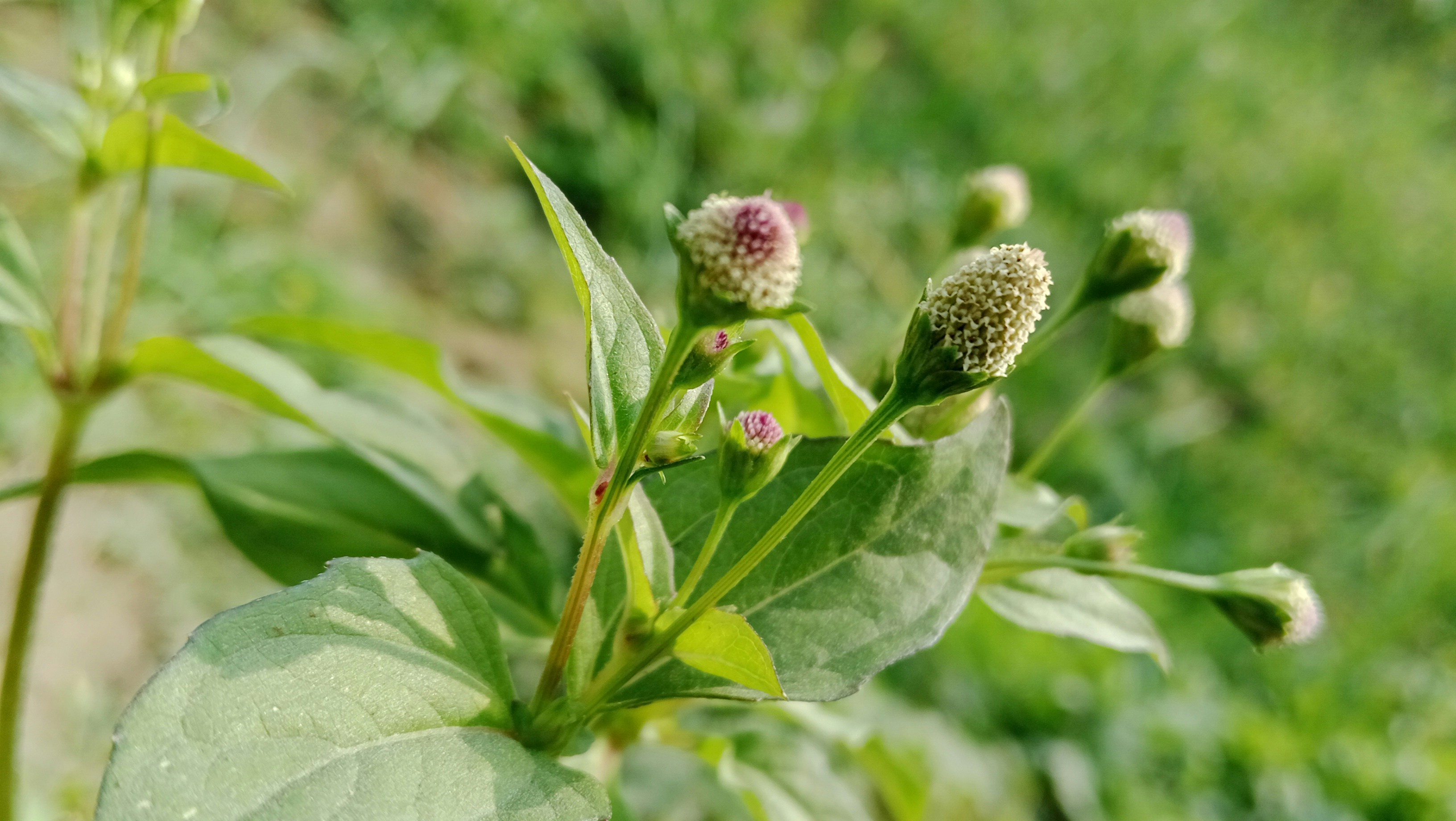 Emerging Buds: Close-up of a budding flower amid leafy backdrop