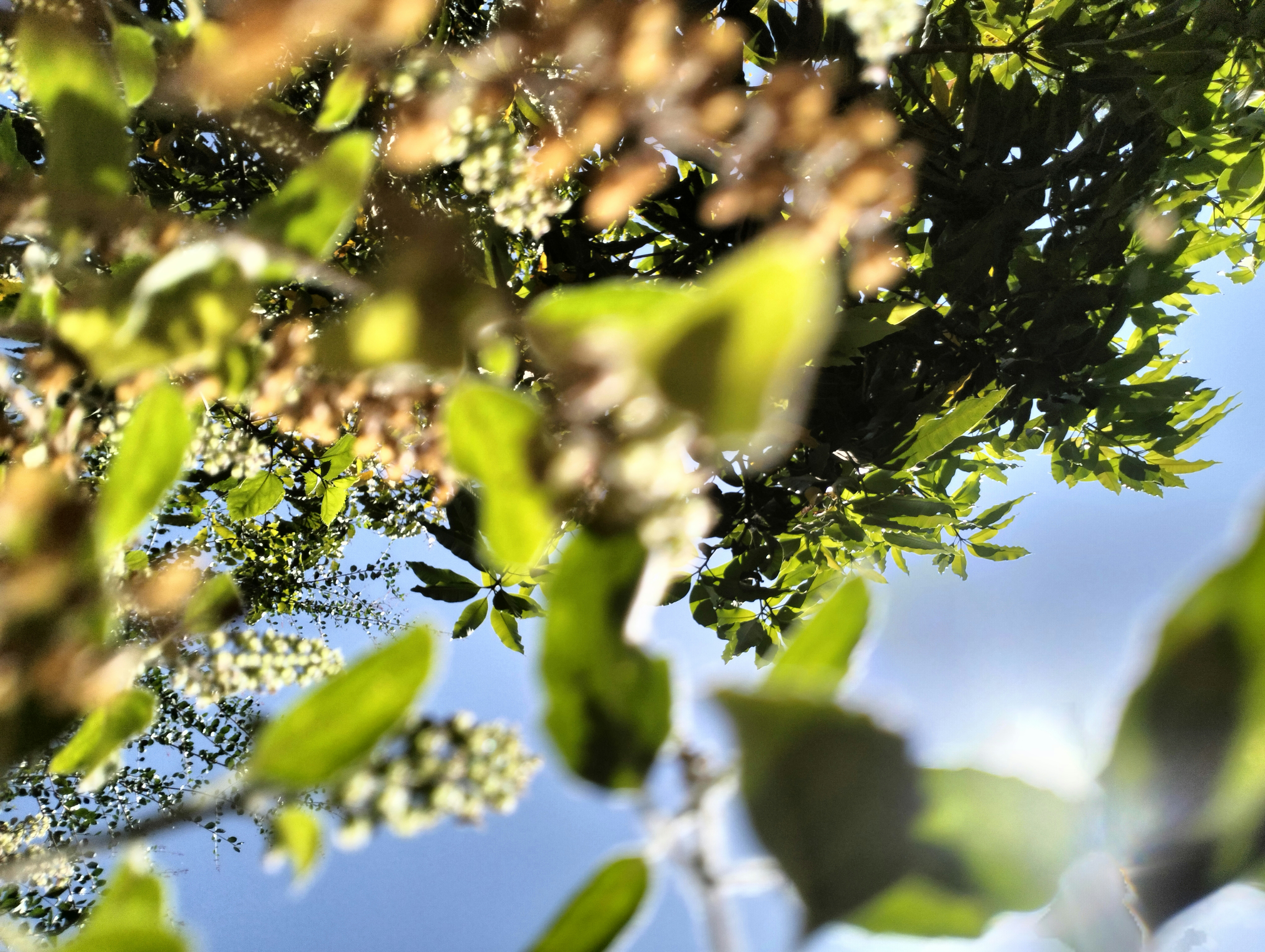 Blurry foliage with bright green leaves and hints of brown against a clear blue sky.