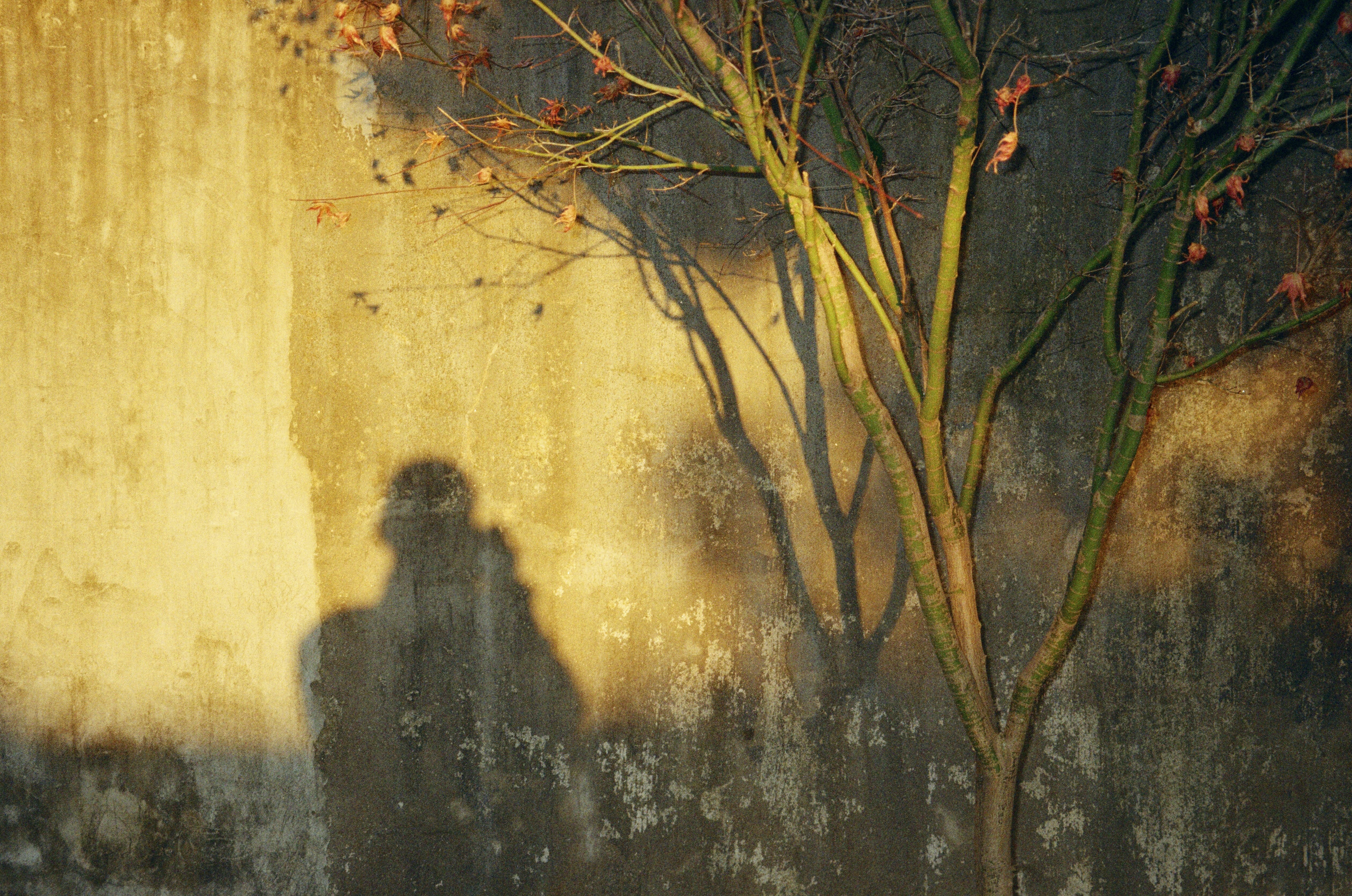 Shadows of a tree and person on the wall. photo – Free Sunset Image on ...