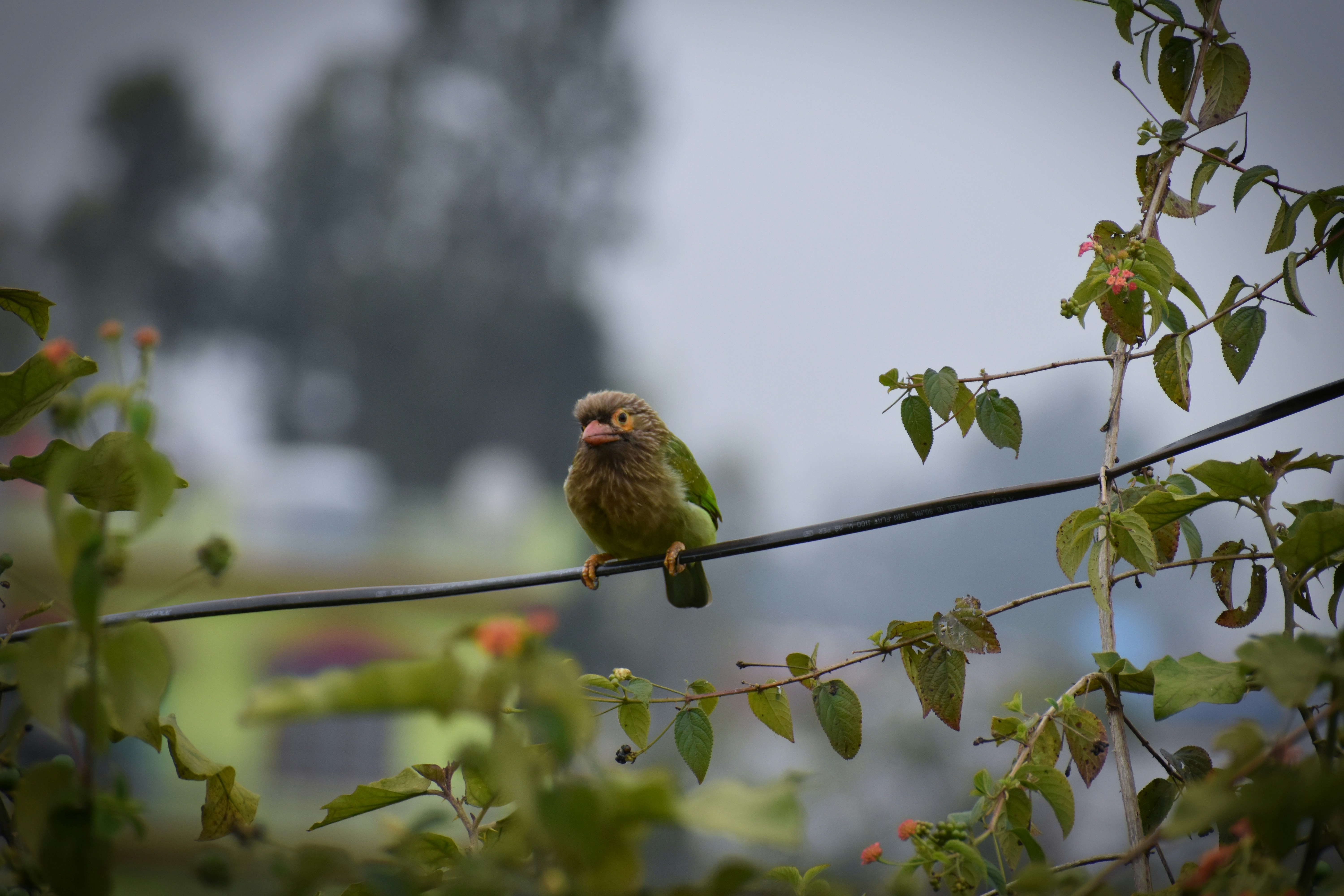 On the Wire: a Green-Brown Songbird in a Quiet Garden
