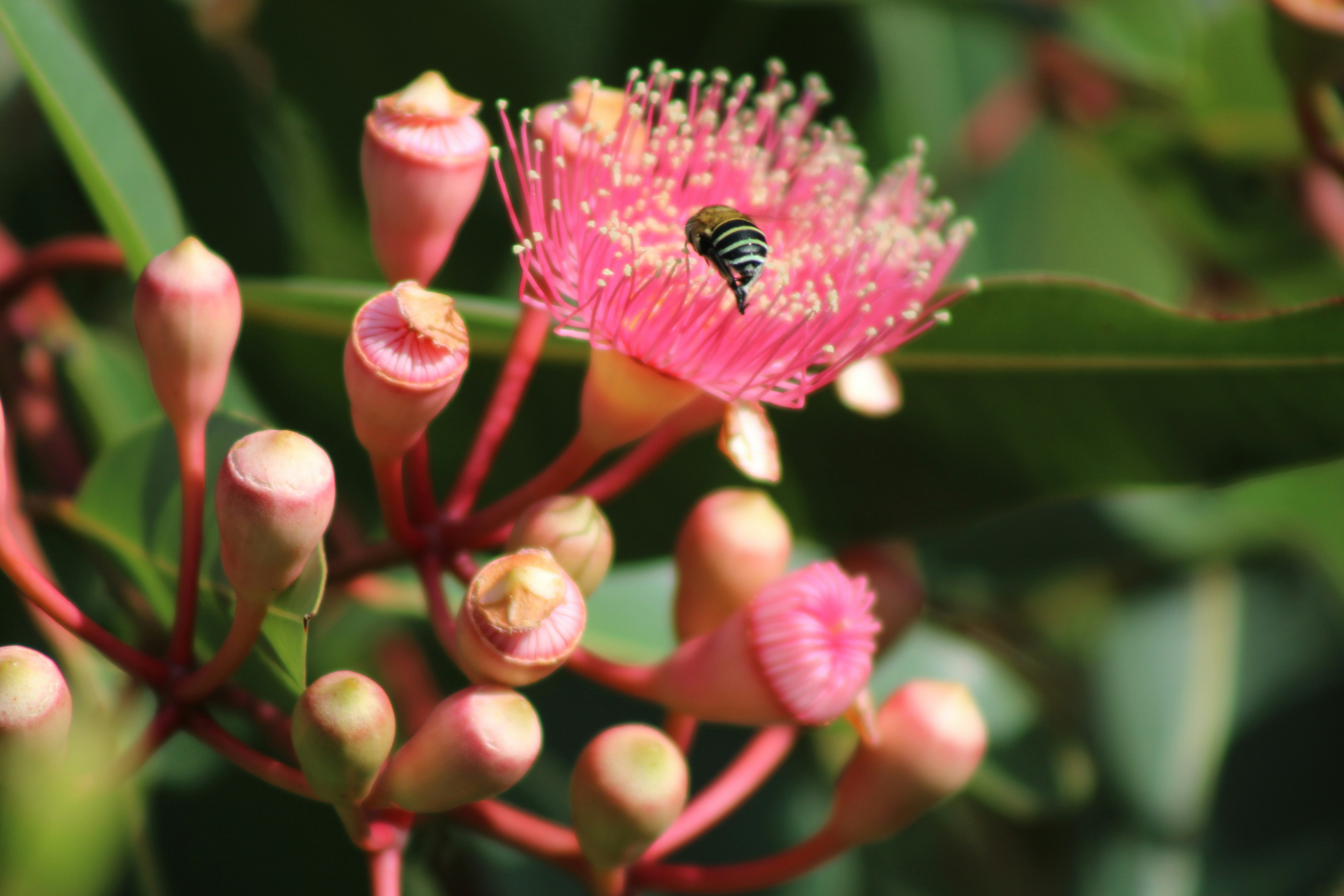 Macro Moment: Bee on a Coral-Pink Bloom