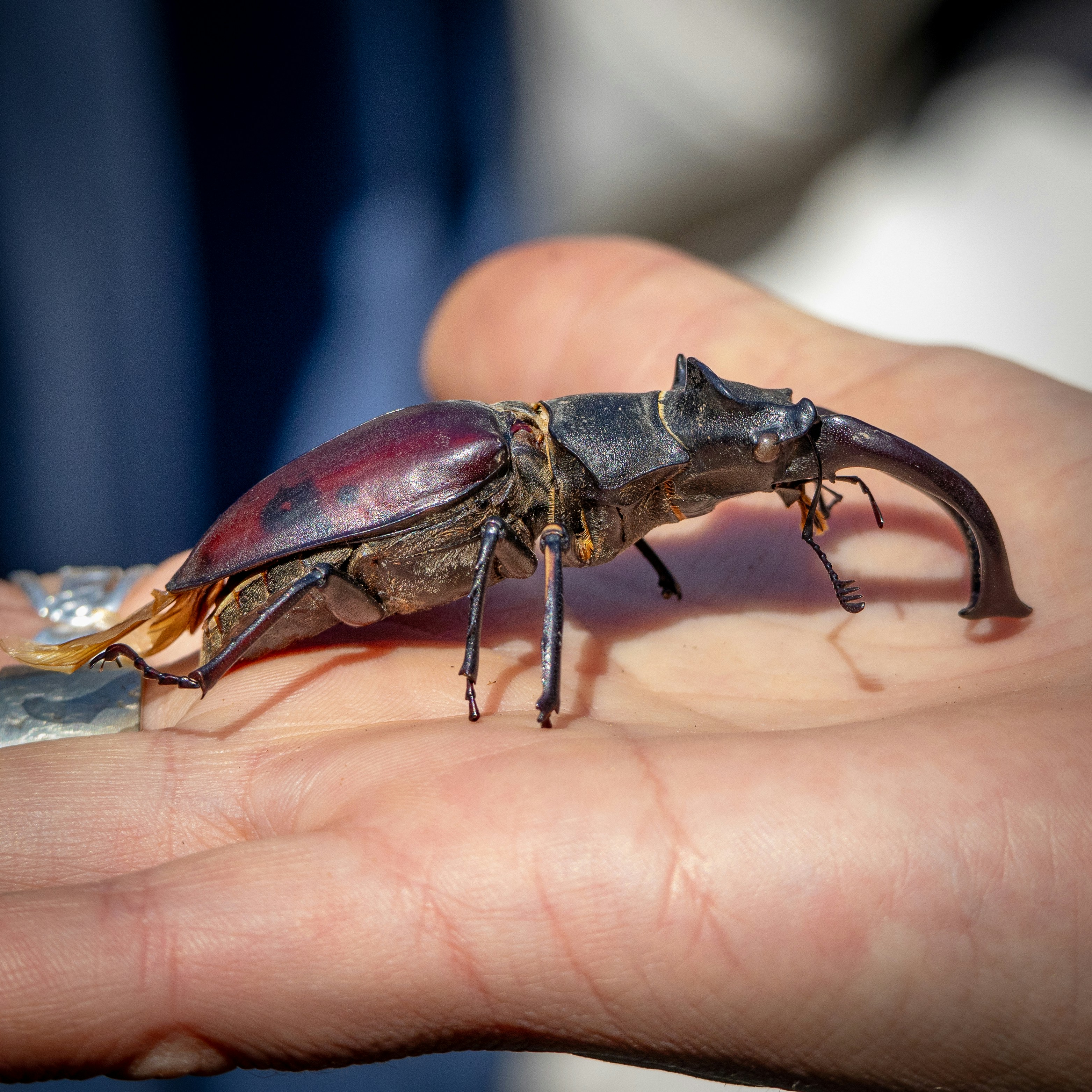Close-up of a stag beetle resting on an open palm under natural light.
