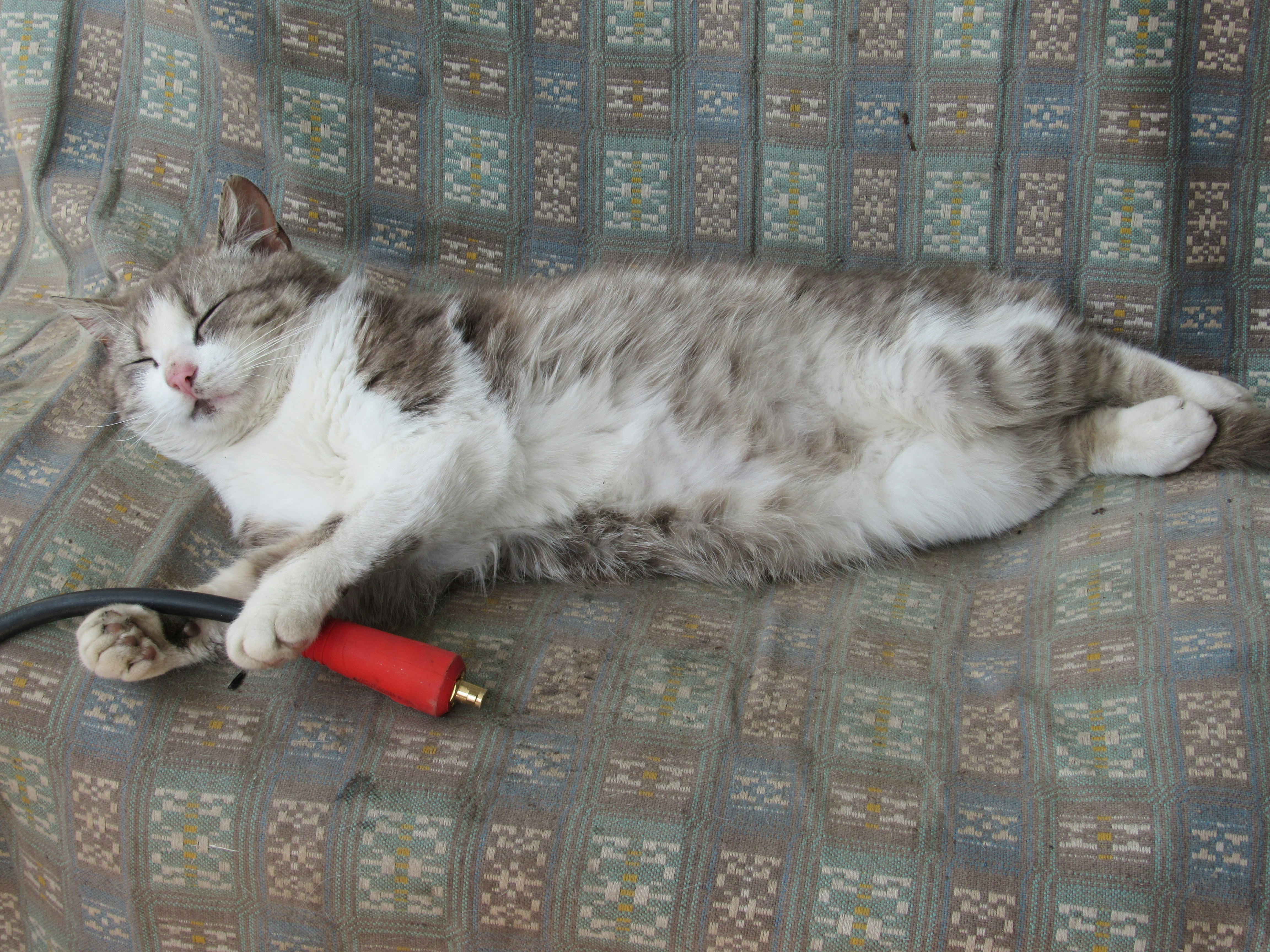 Slumbering Silver-Tabby on a Geometric Sofa and a Ruby Connector