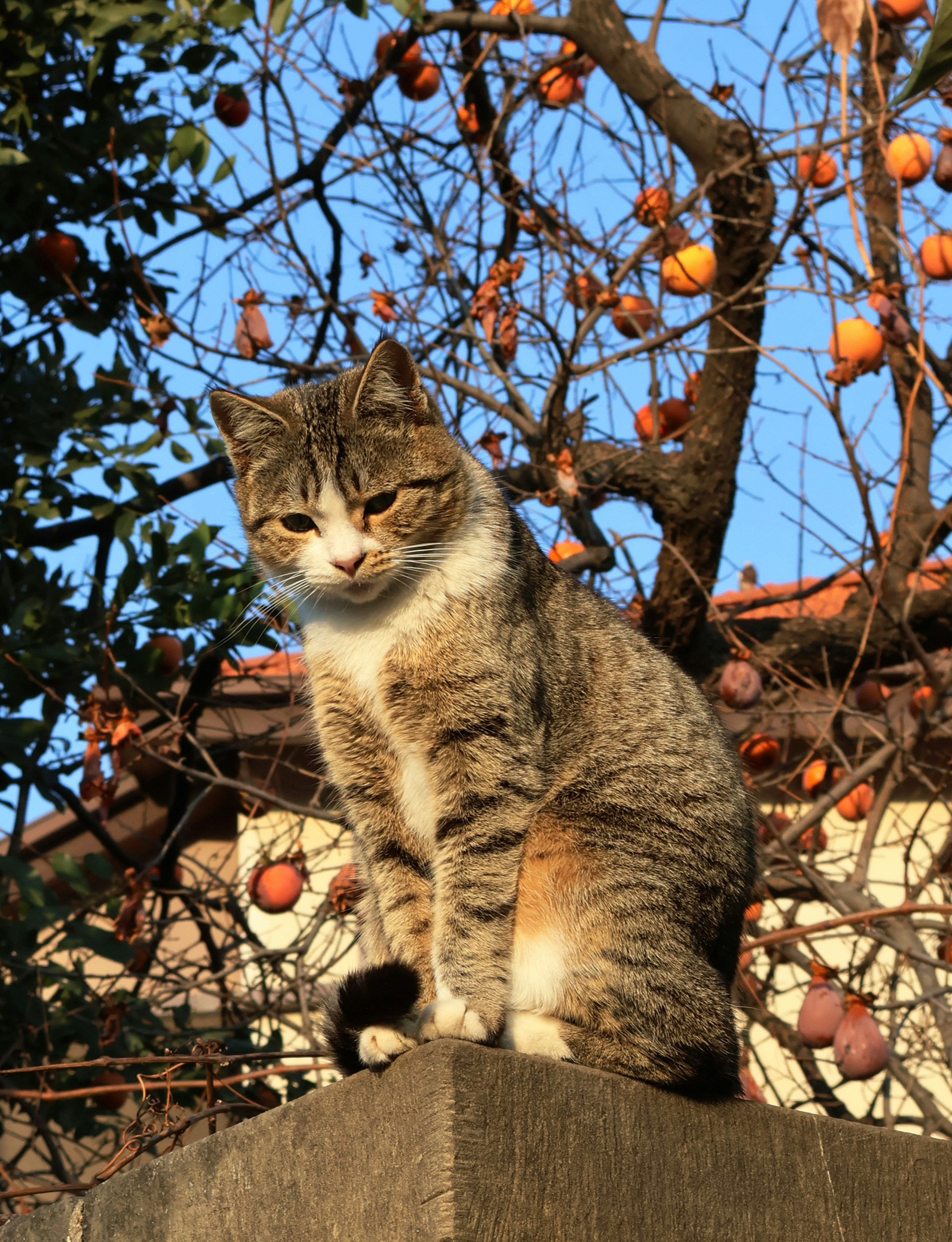A cat sits against the background of persimmons. photo – Free Cat Image ...