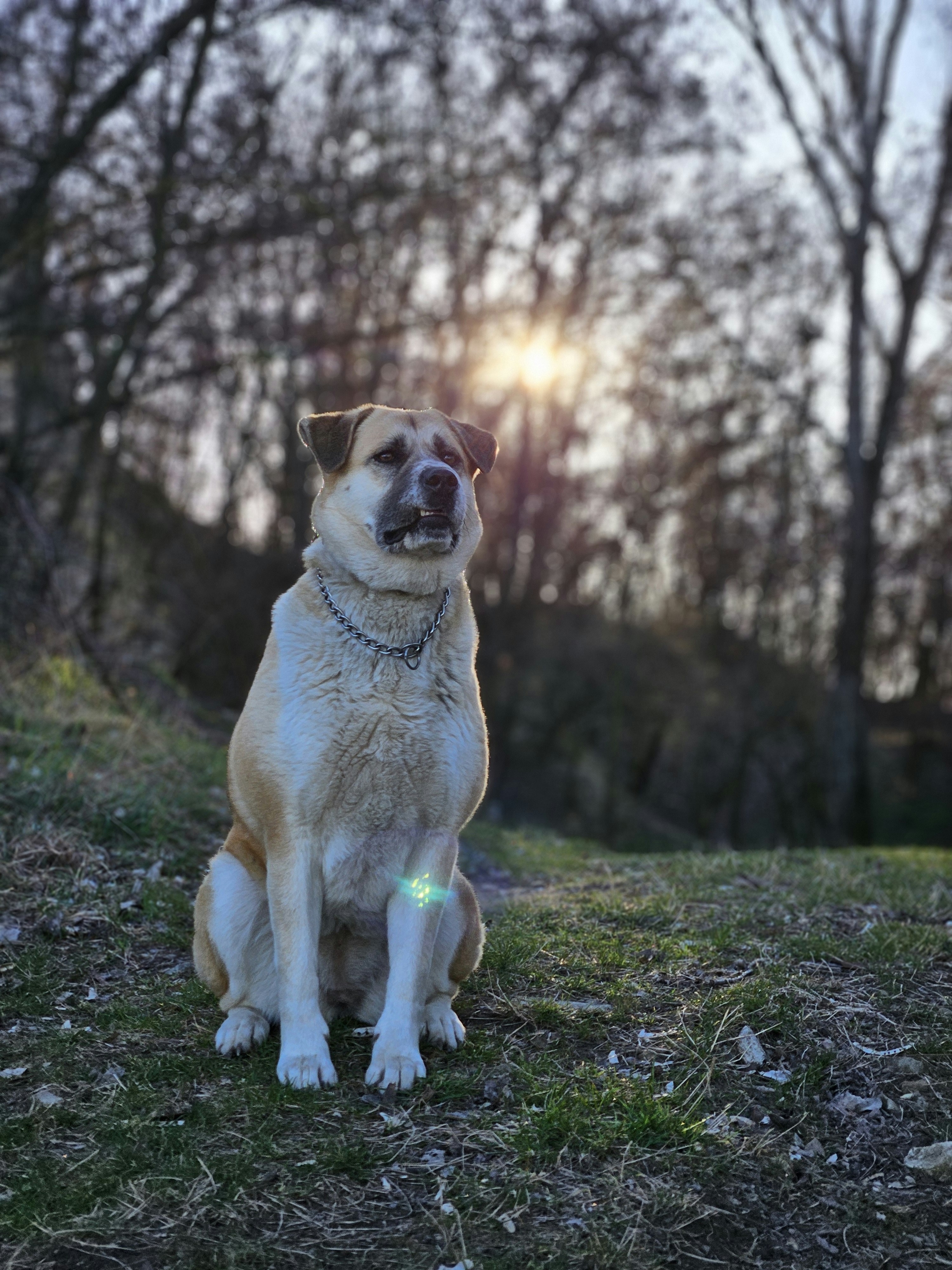 Tan and white dog sits on a grassy clearing with bare trees at dusk, while the sun creates warm backlight.
