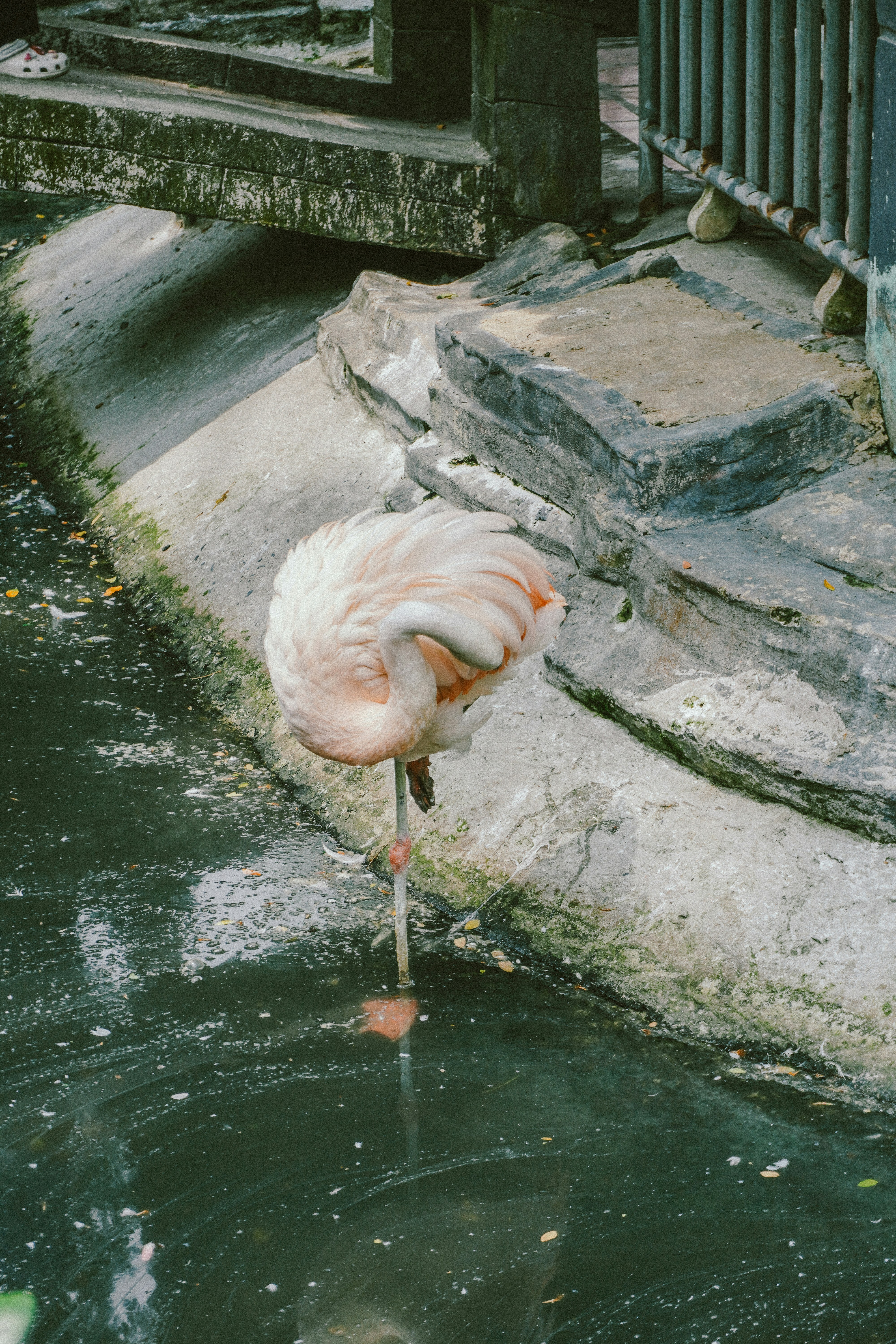 One-Leg Sentinel by Mossy Steps: A Flamingo at the Pond’s Edge