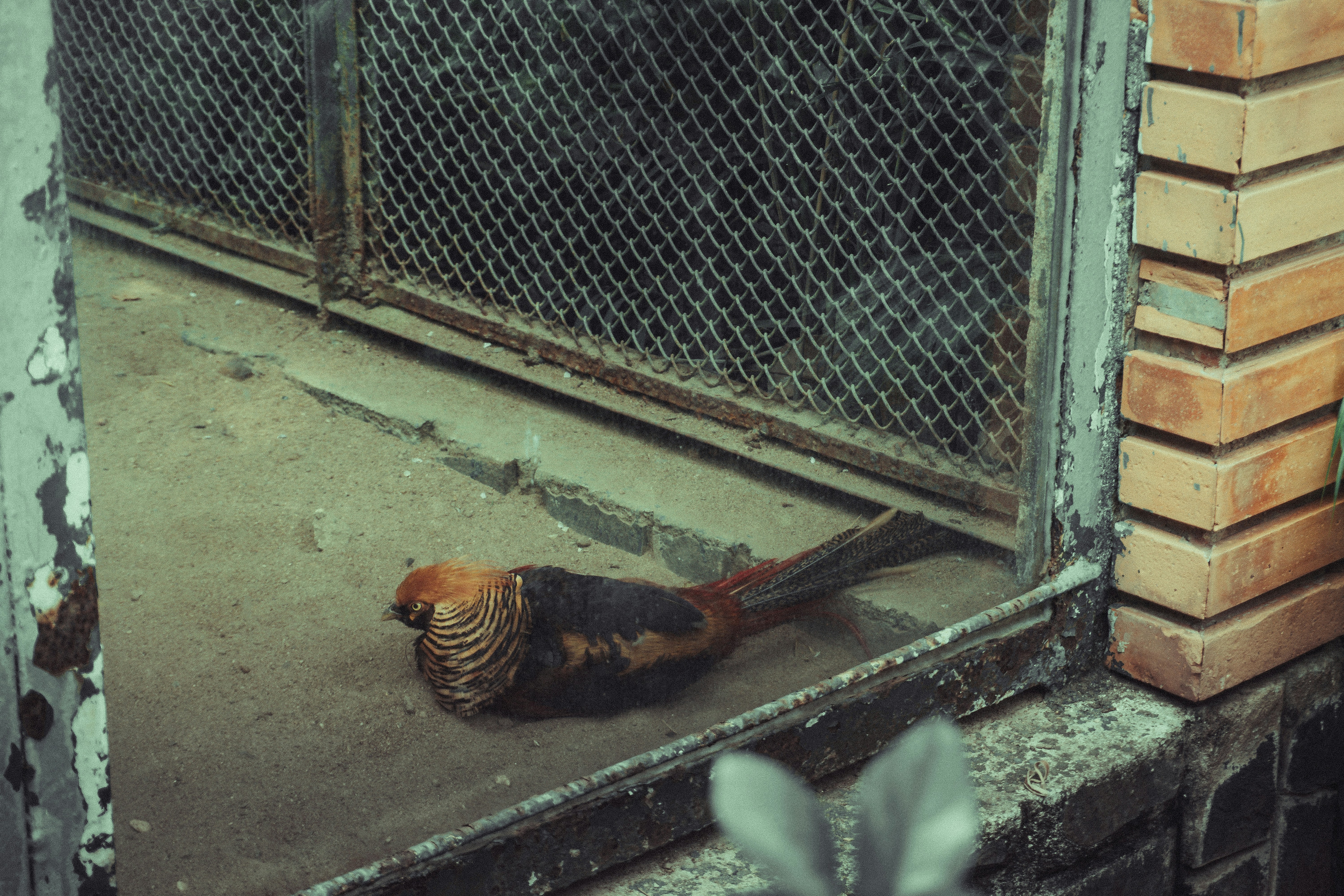 Robin at the Threshold: A Quiet Moment by a Chain-Link Gate