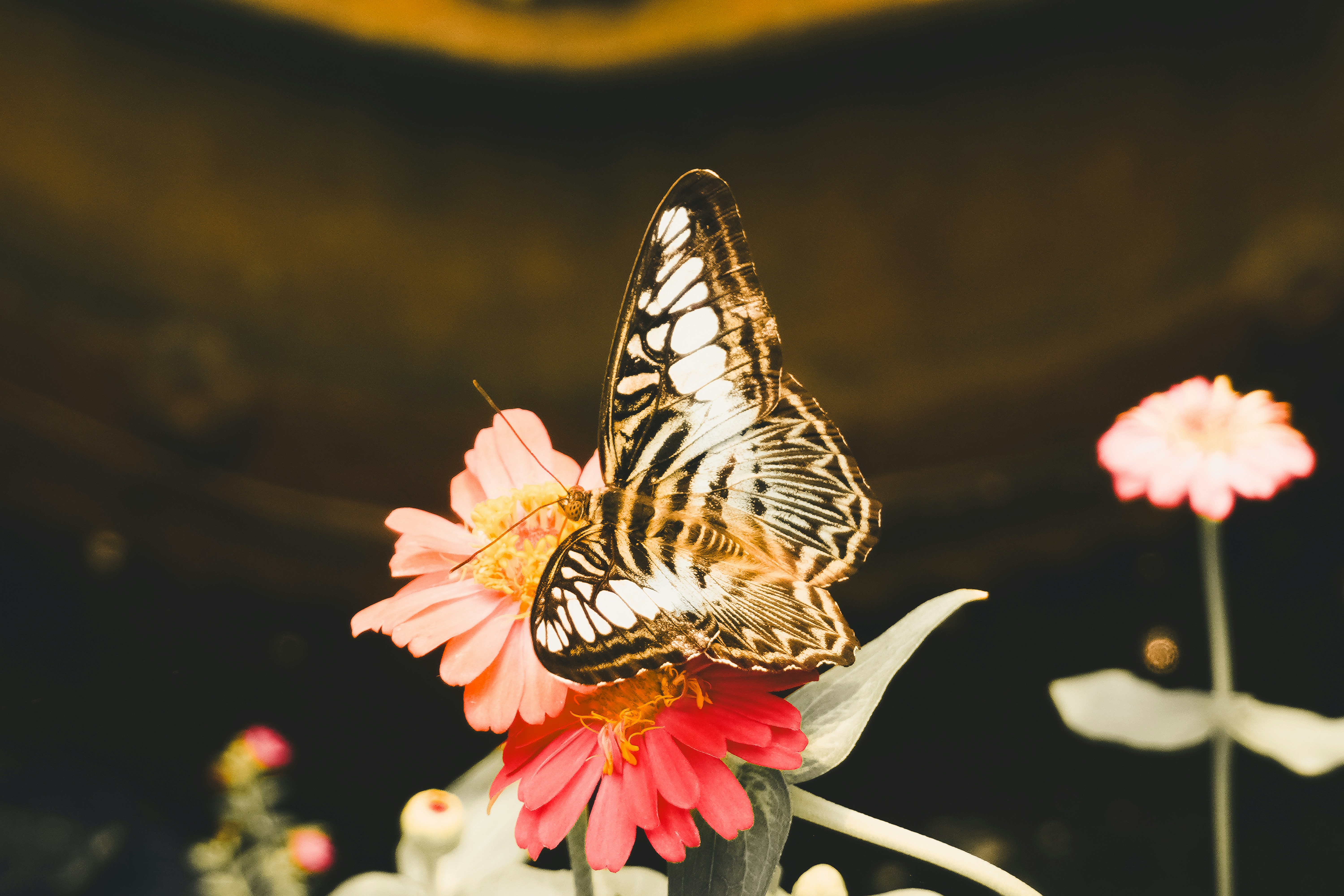 Stripe-wing Butterfly on a Pink Zinnia in a Velvet-Dark Garden