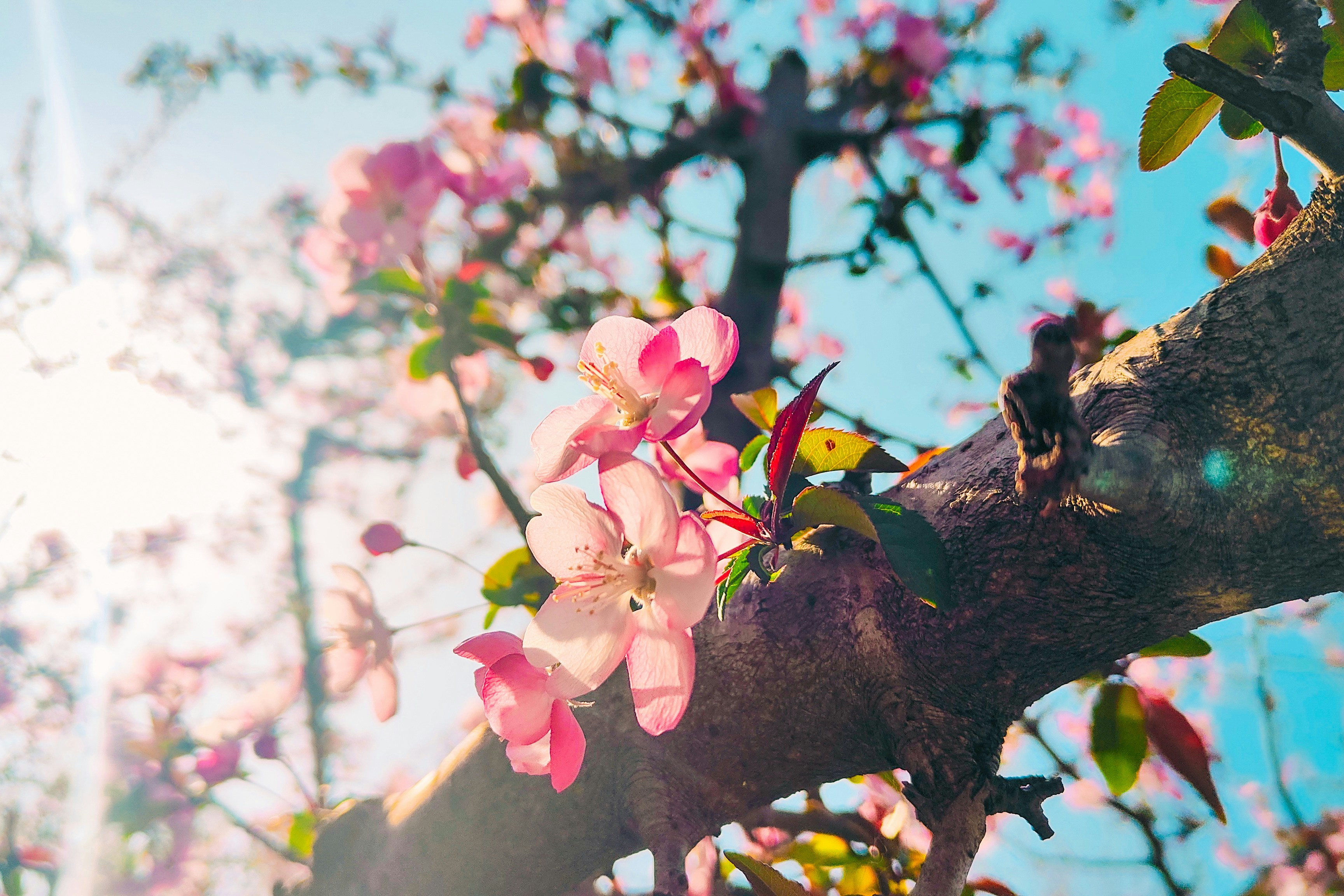 Pink blossoms bloom on a sunny tree branch. photo – Free Image on Unsplash