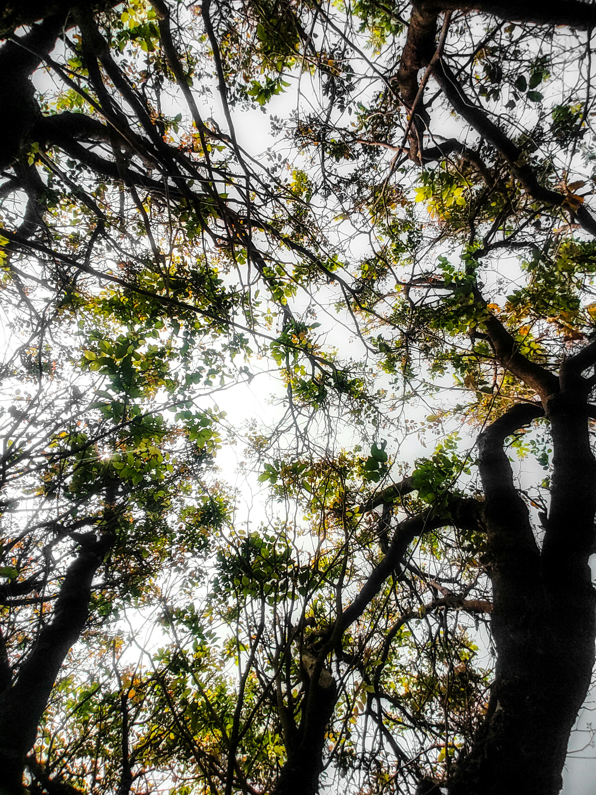 Sunlight filters through the dense canopy of intertwining tree branches.
