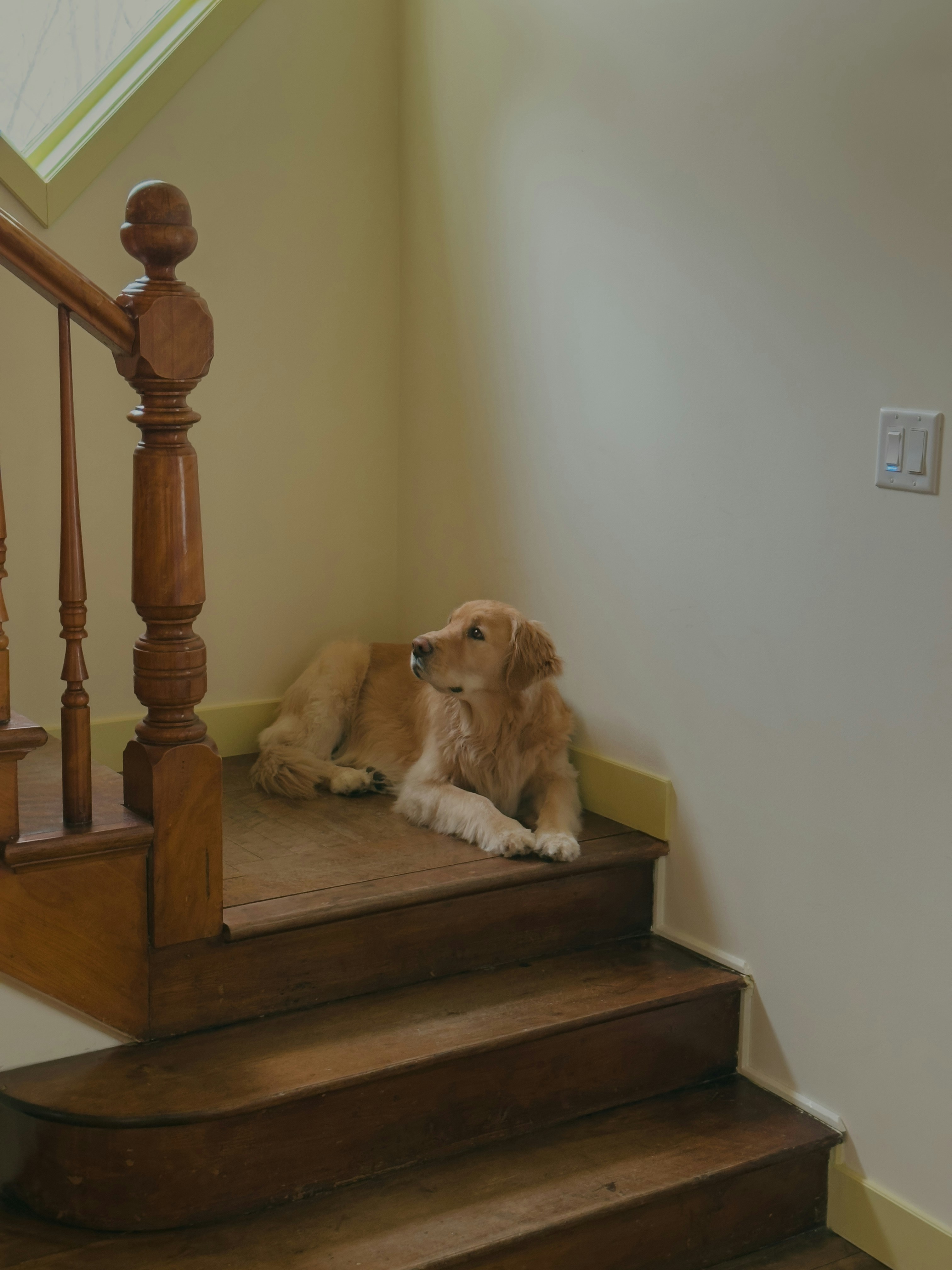 Amber Quiet: A Golden Retriever Curling Up on a Stair in Soft Indoor Light