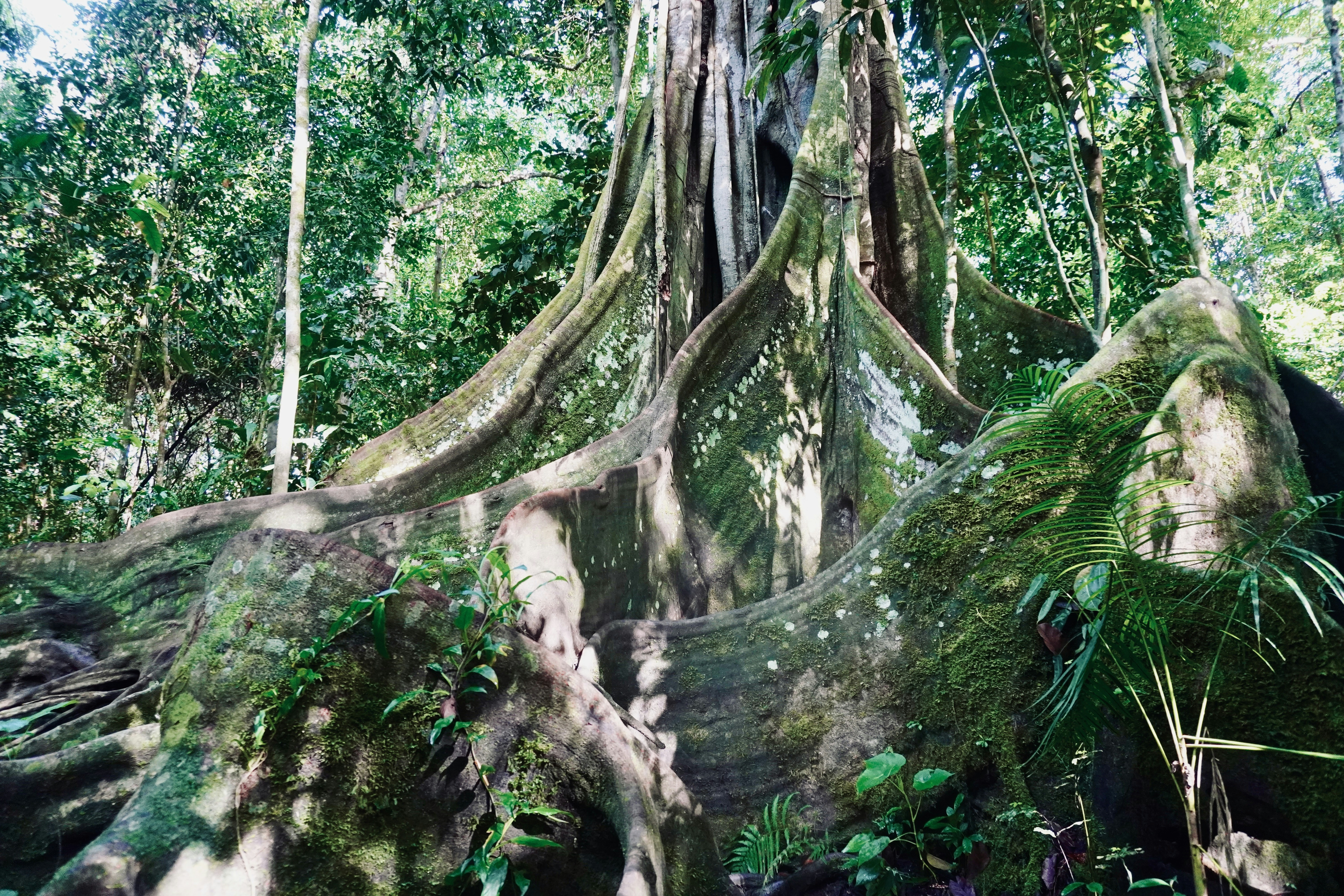 Strangler Fig in San Antonio de Cacao, Amazon, Peru, 450 years old photo by rouichi / switzerland