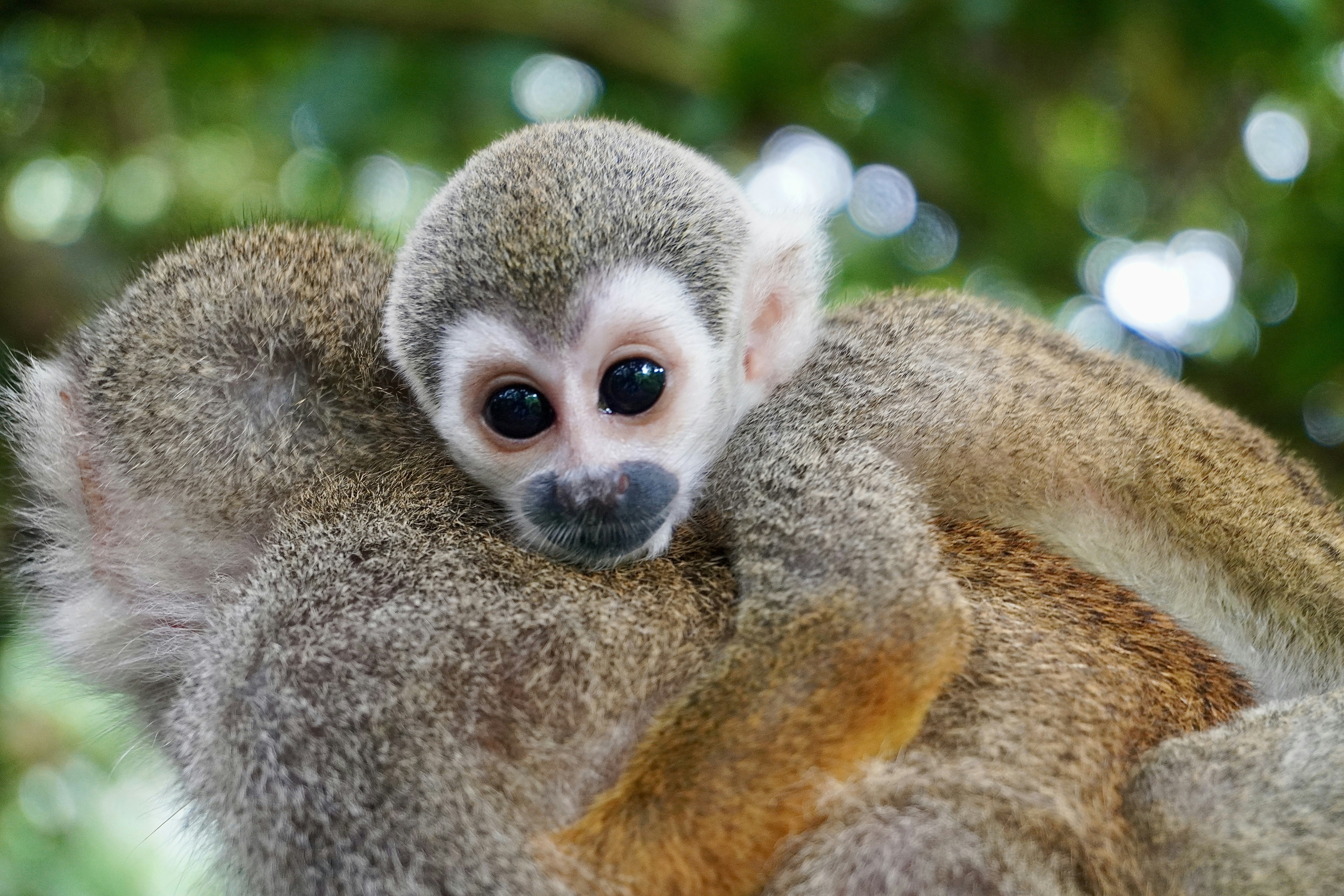 Young squirrel monkey clings to its mother amidst lush green foliage.