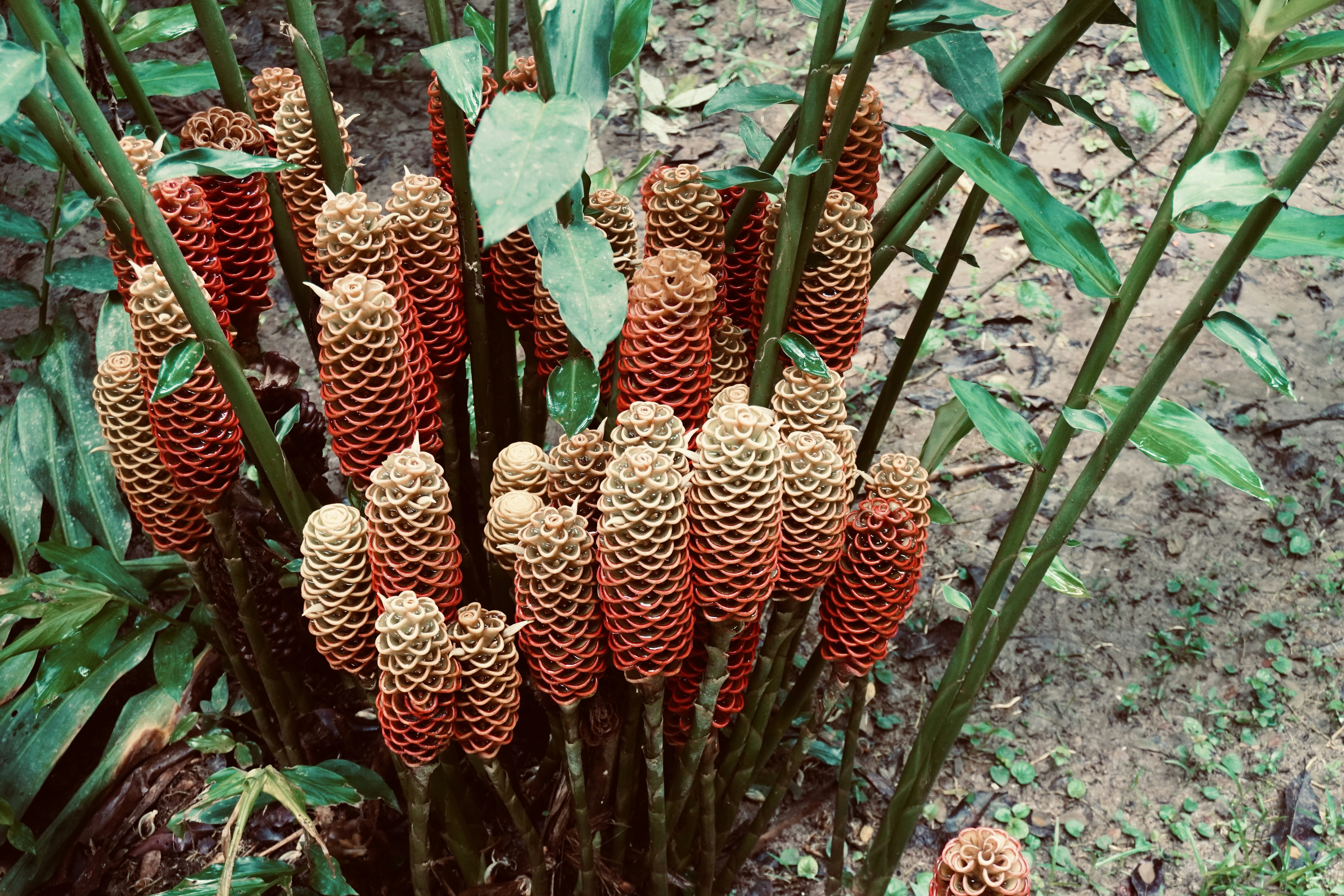Amber Cone Clusters Among Green Stems