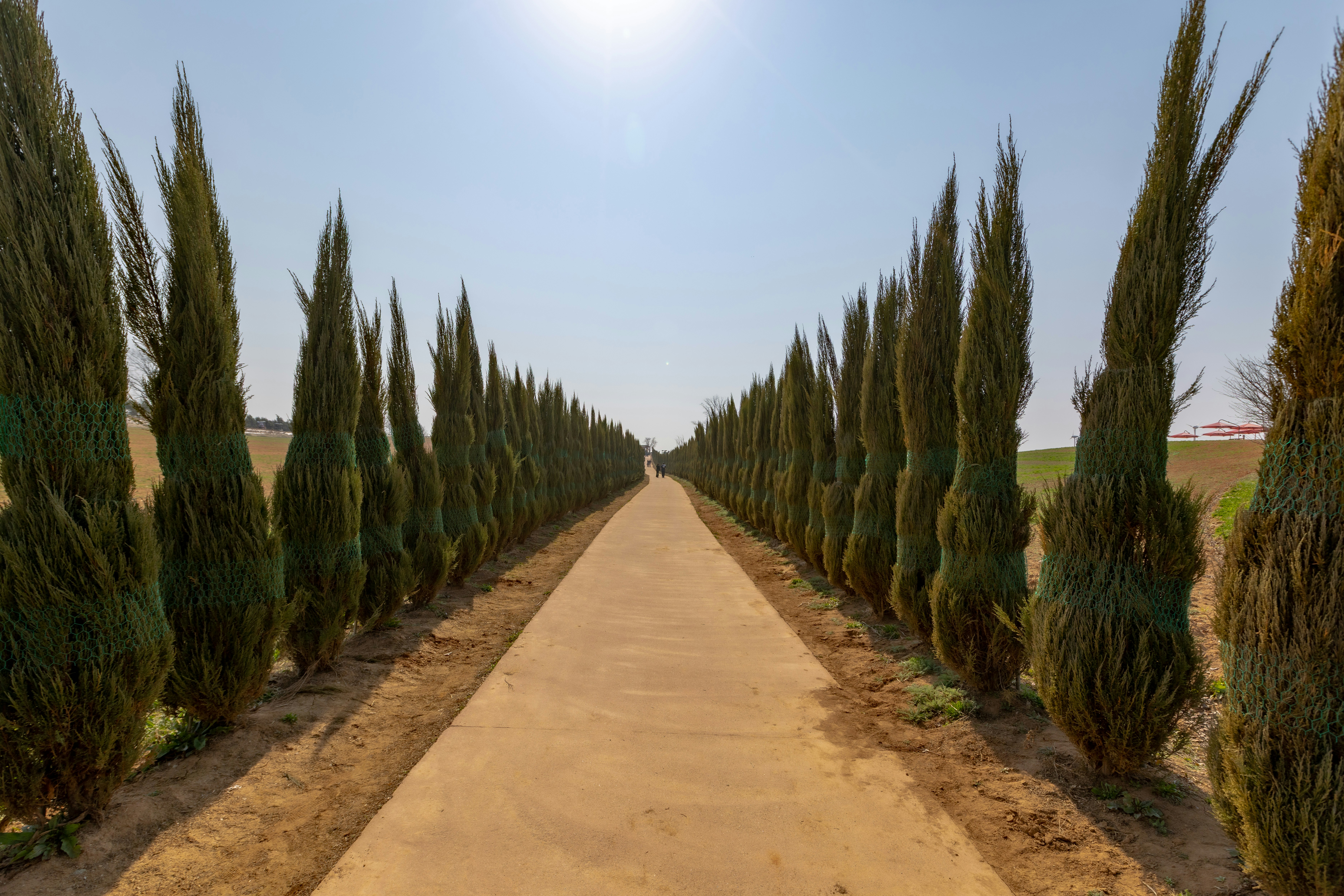 A tree-lined path stretches toward the horizon. photo – Free Image on ...