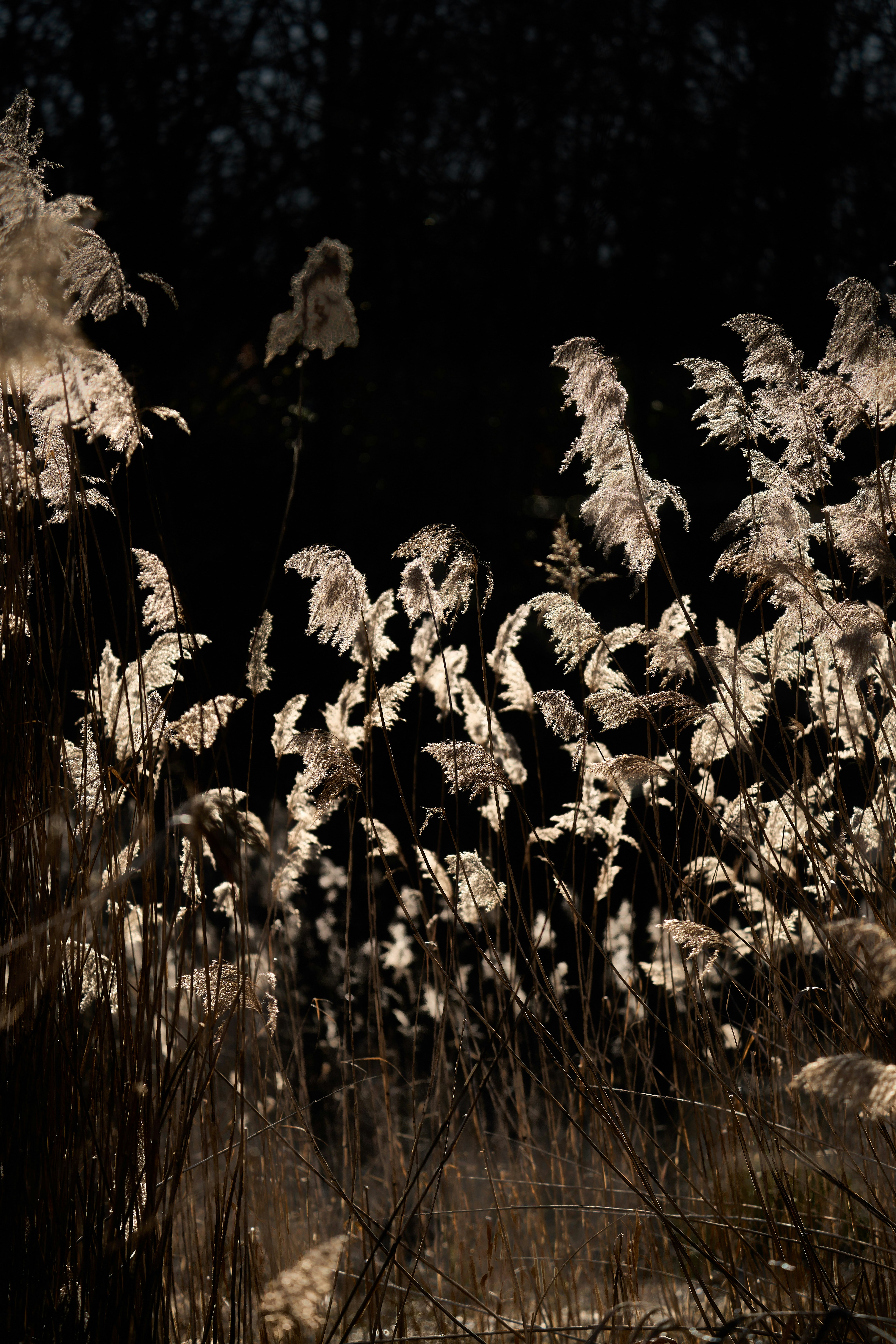 Backlit Reeds in Low Light