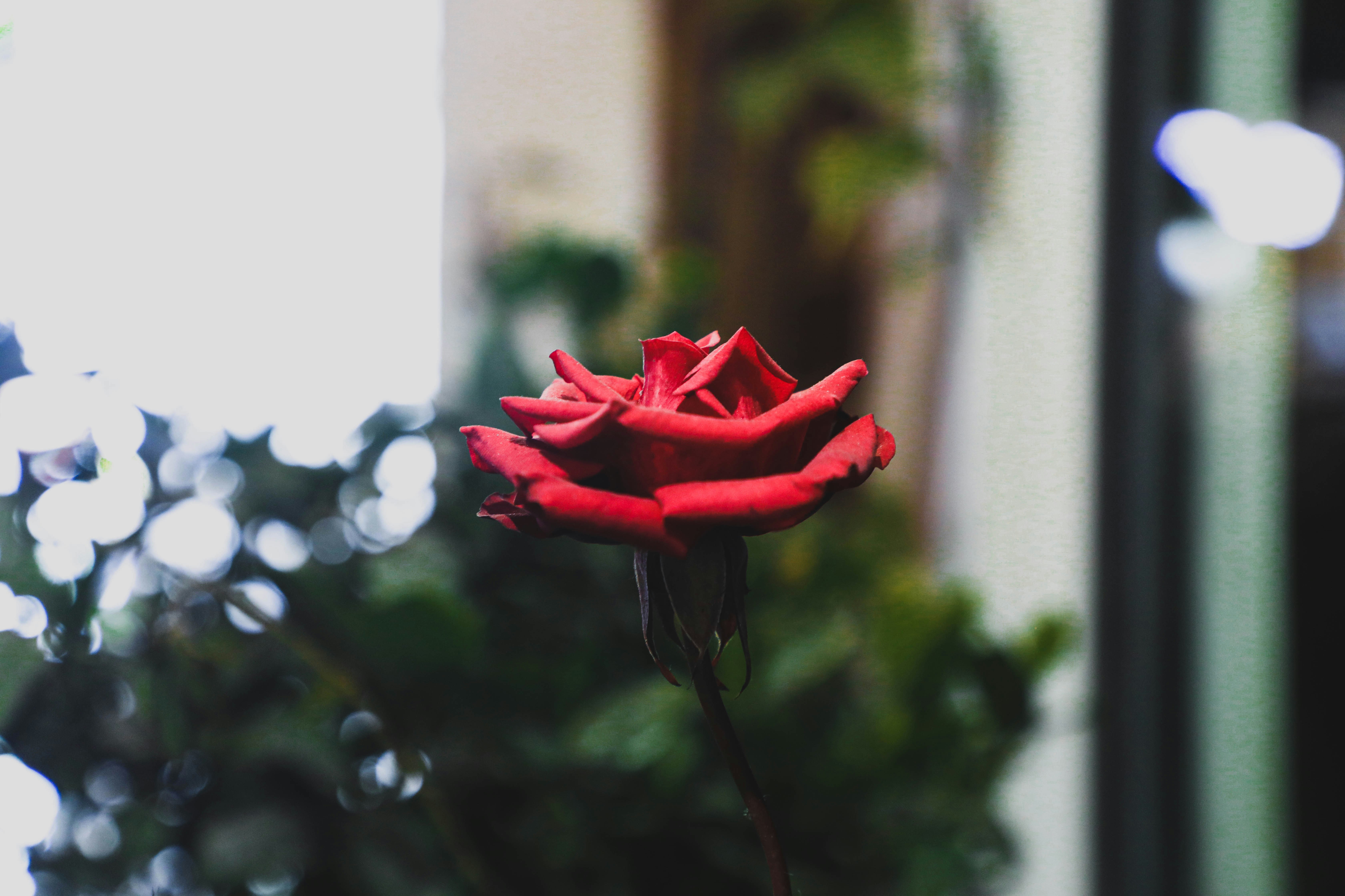 Vibrant red rose standing out against a softly blurred background of greenery. The flower's delicate petals showcase intricate details.