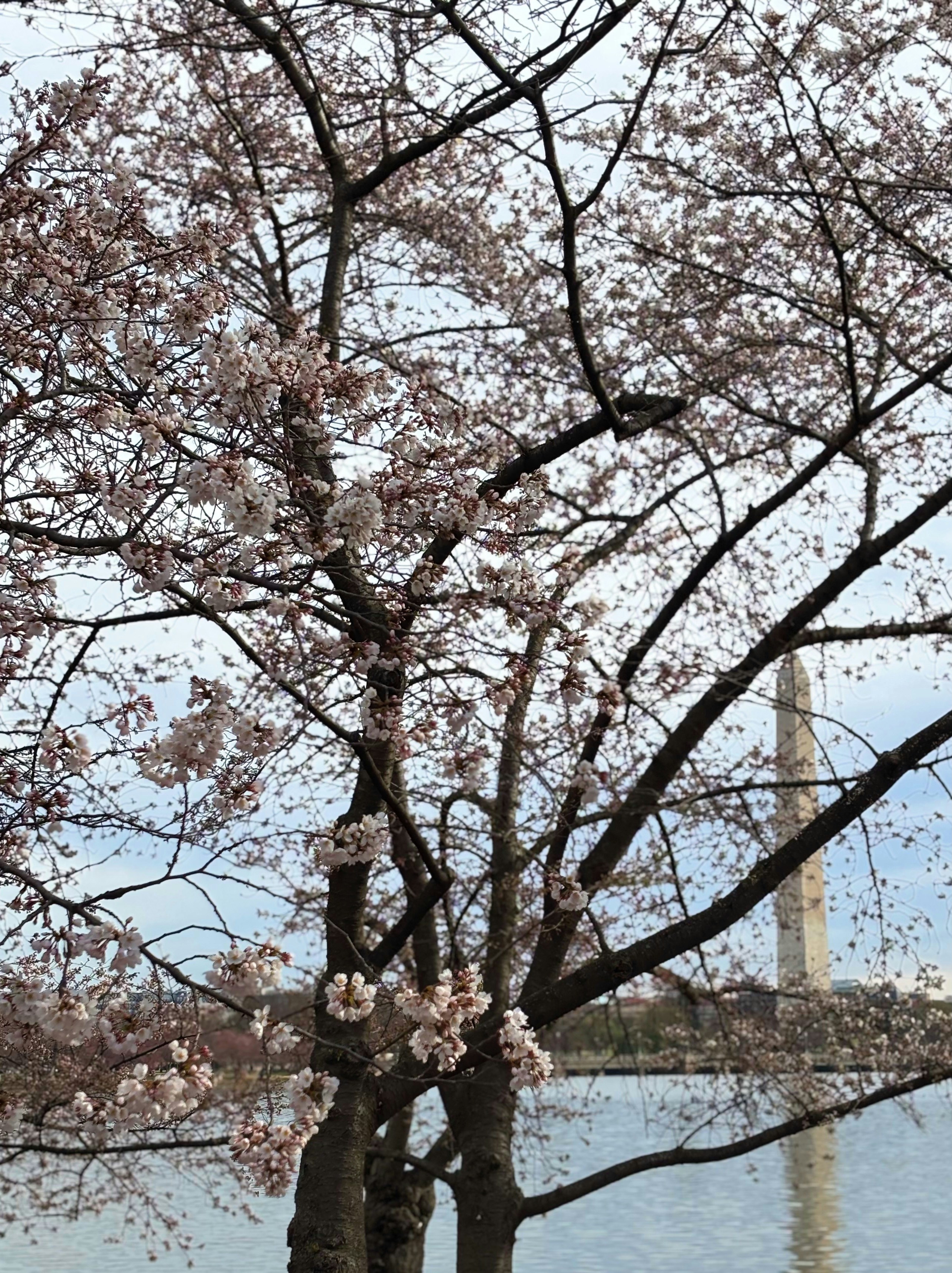 Blossoms and Obelisks: A Springtime Contrast