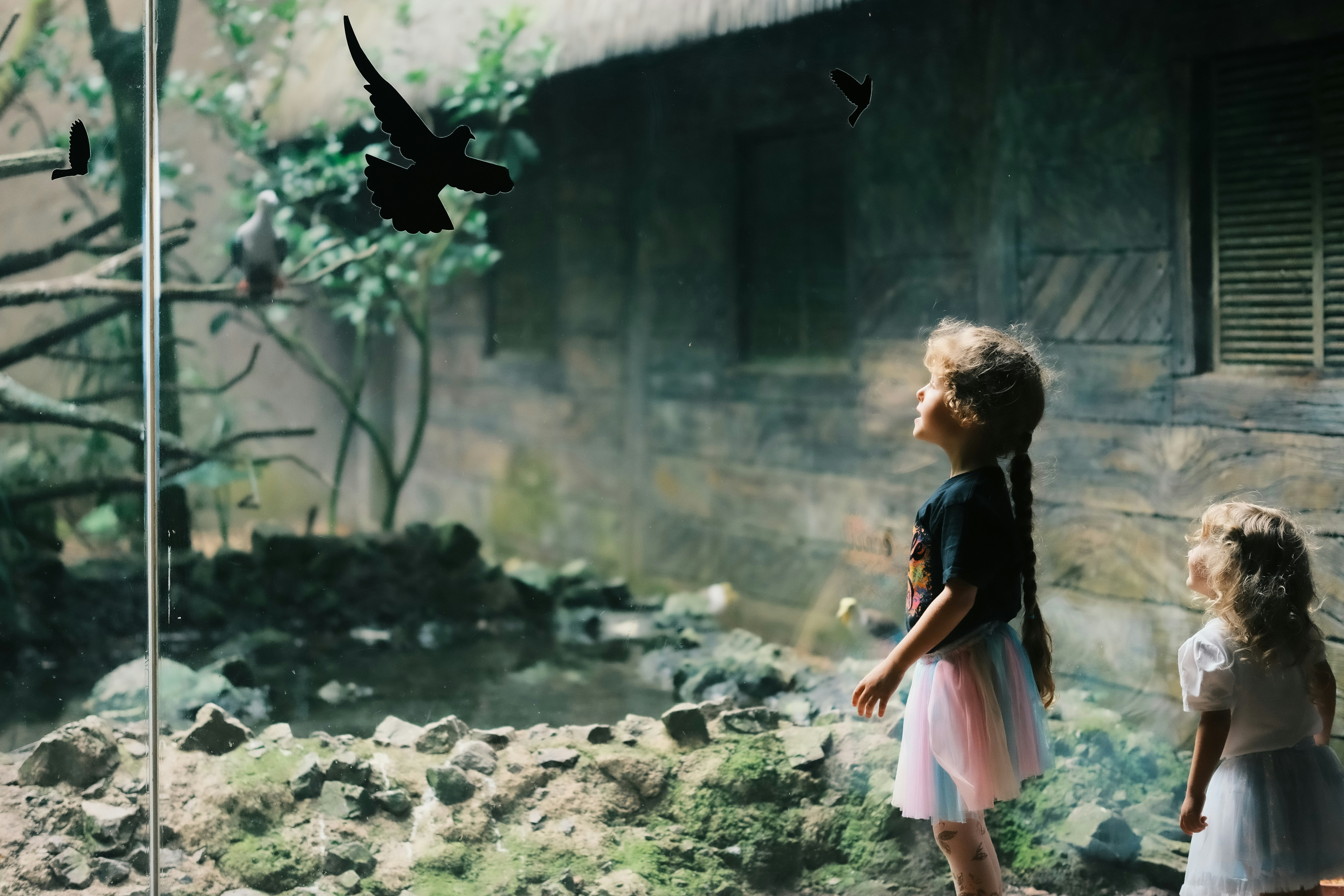Two girls watch birds behind a glass pane. photo – Free Green Image on ...