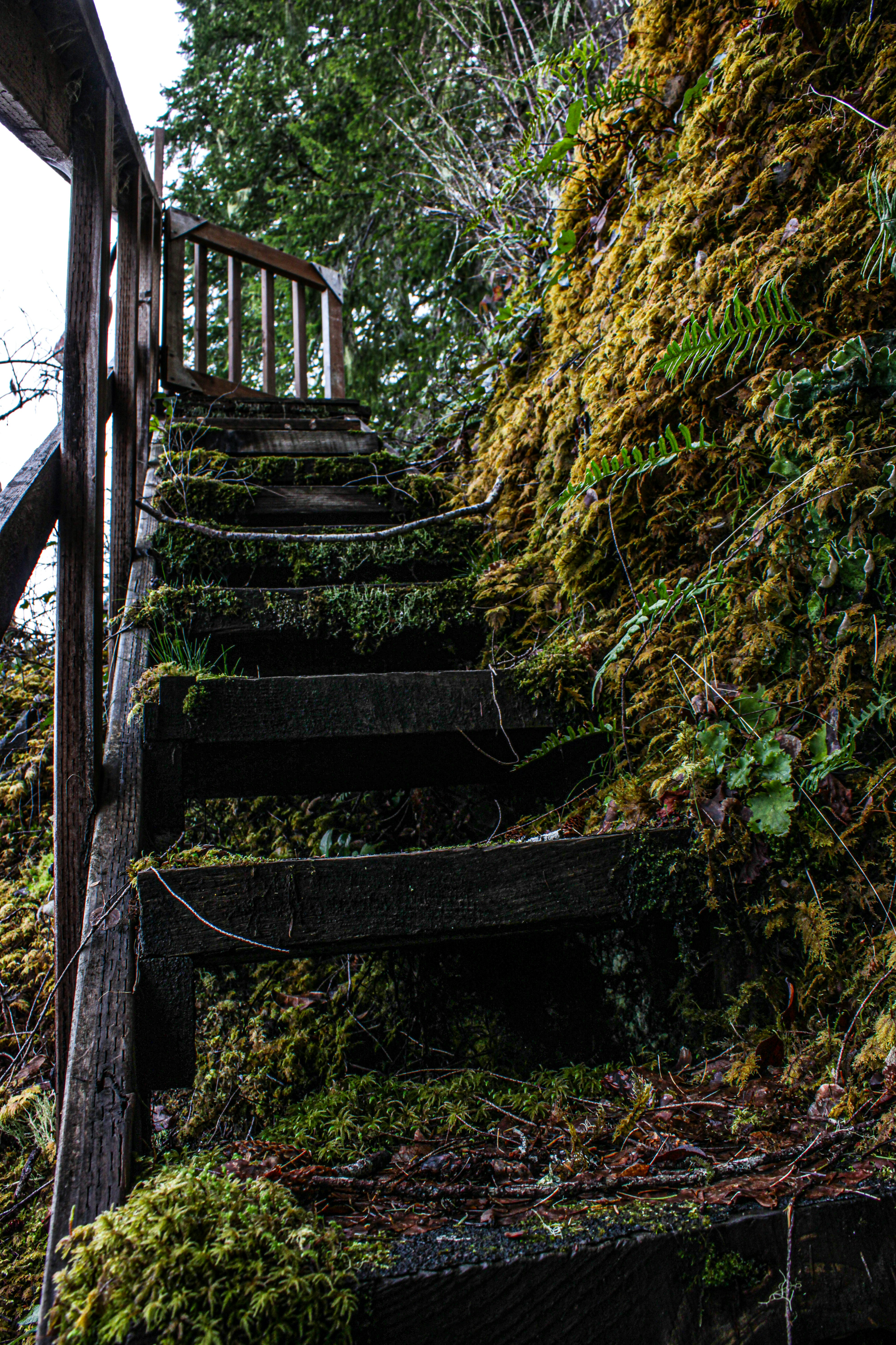 Moss-Cloaked Staircase Leading Toward a Forest Opening