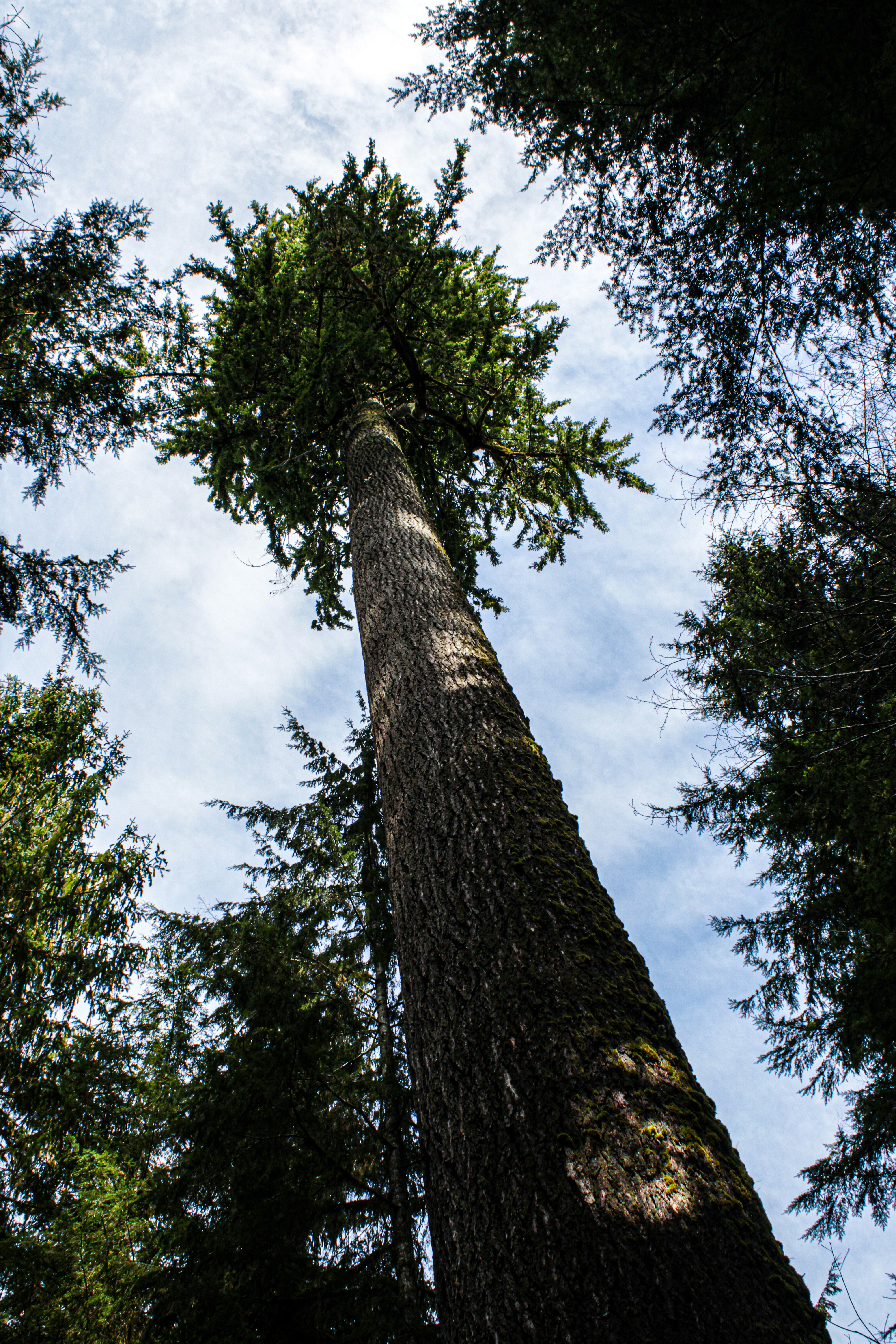 Skyward Cedar: A Low-Angle Portrait of Tall Timber