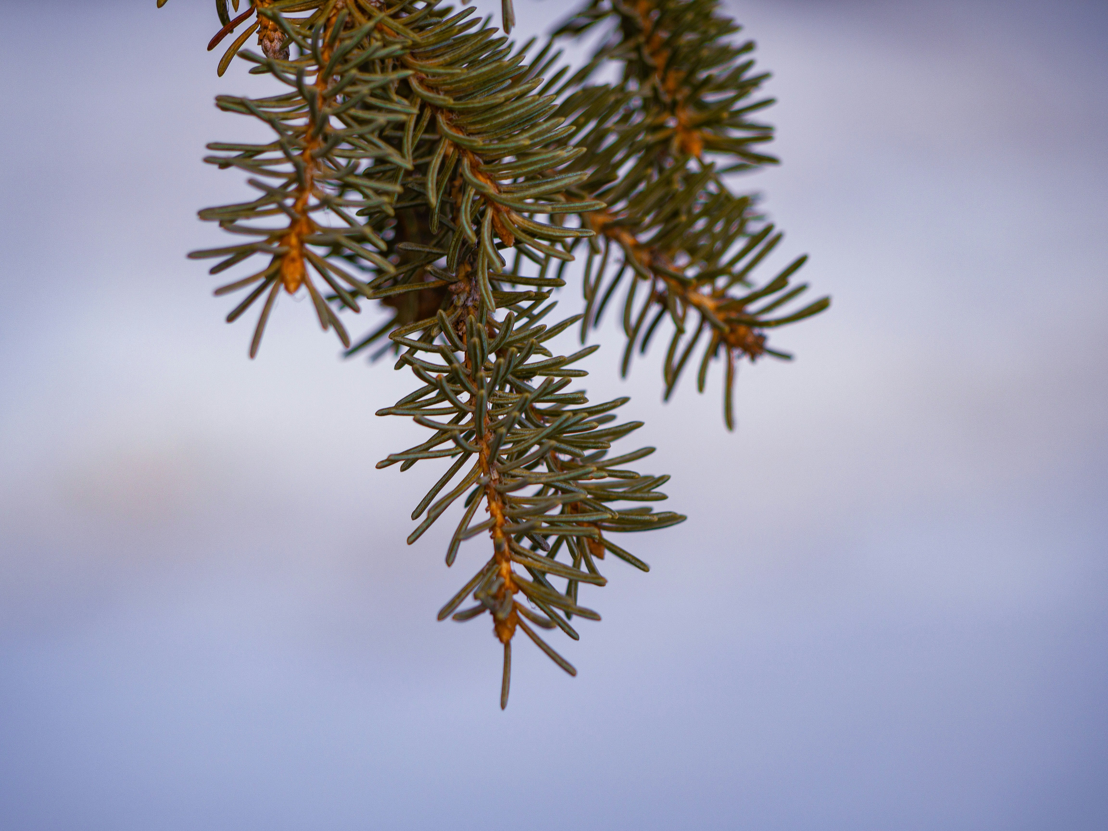 Pine tree branch closeup with soft blue background. photo – Free Snow ...