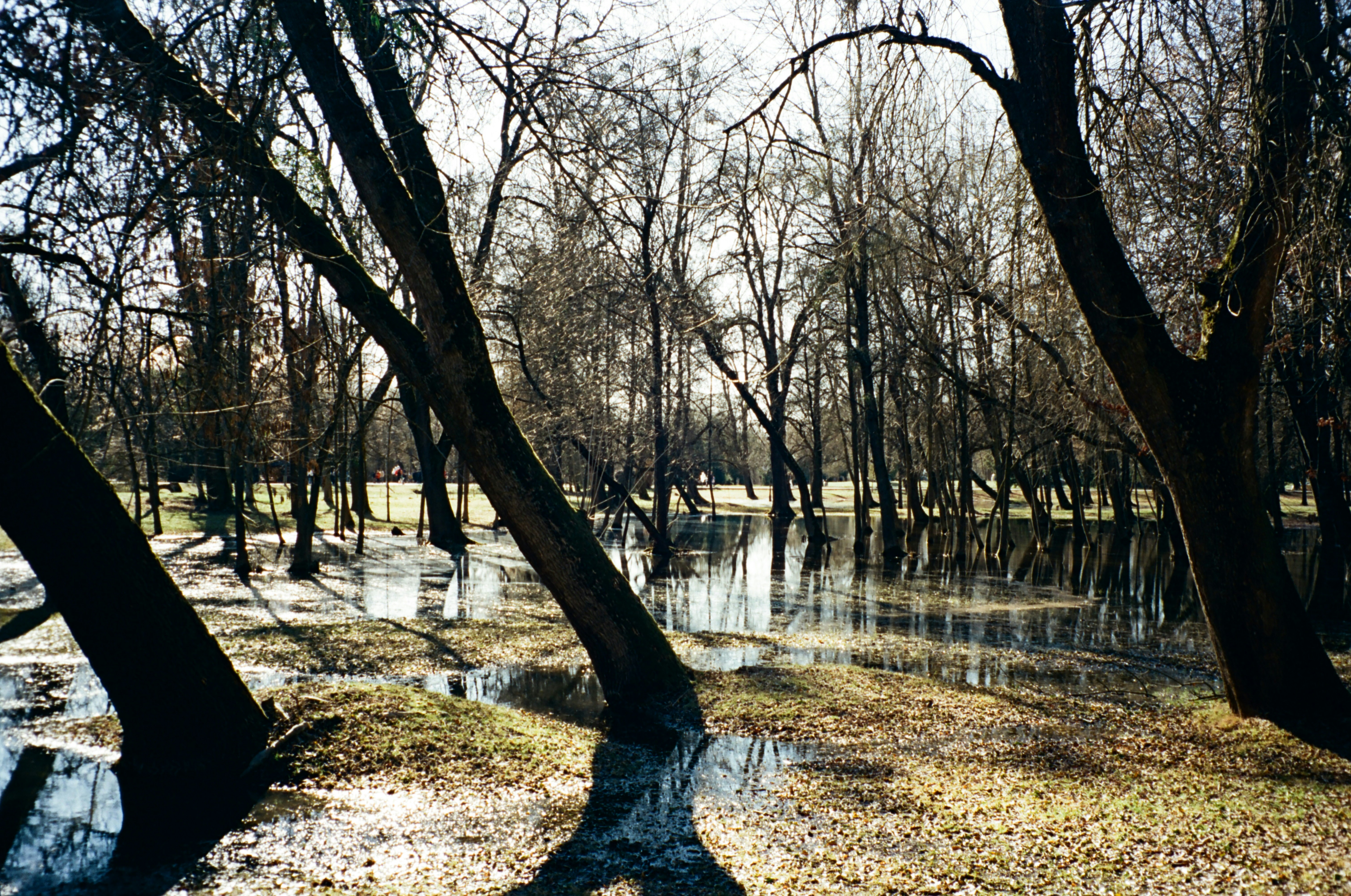 Bosque inundado con muchos árboles sin hojas. foto – Imagen gratuita en ...