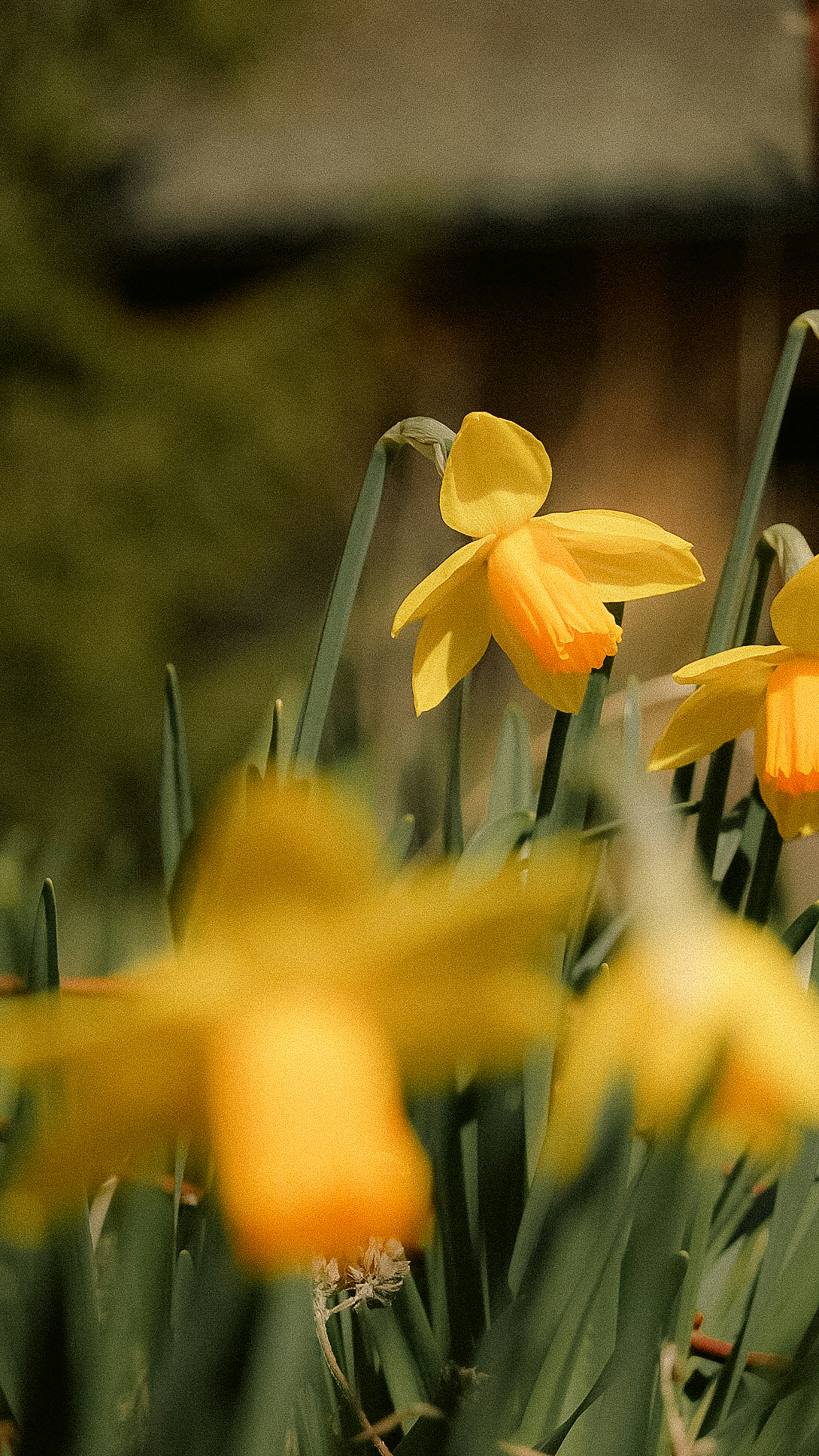 Amber Bloom in Focus: A Daffodil Piercing Through Spring Blur