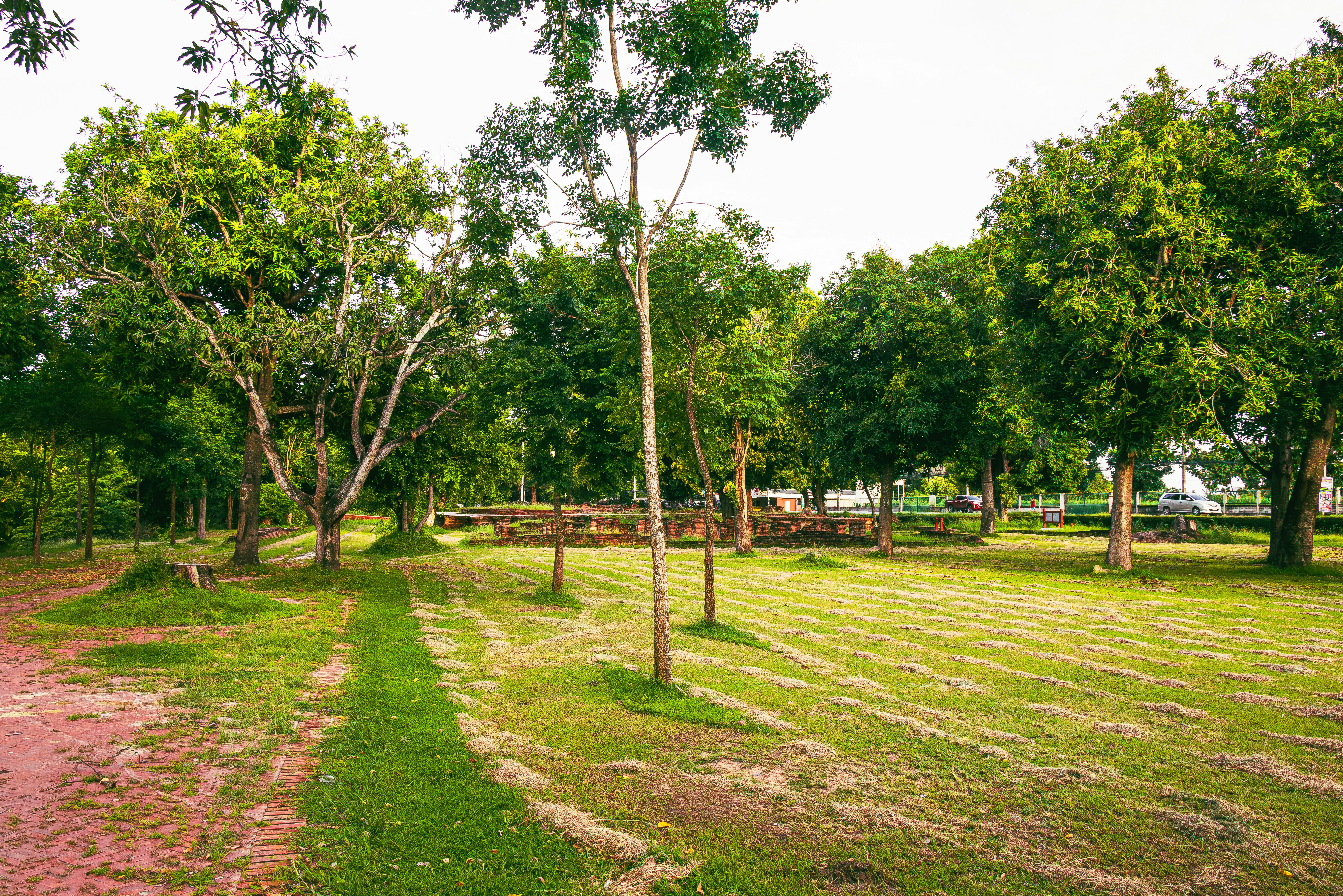 Lush green trees surrounding an open grassy area with a pathway under a bright sky.