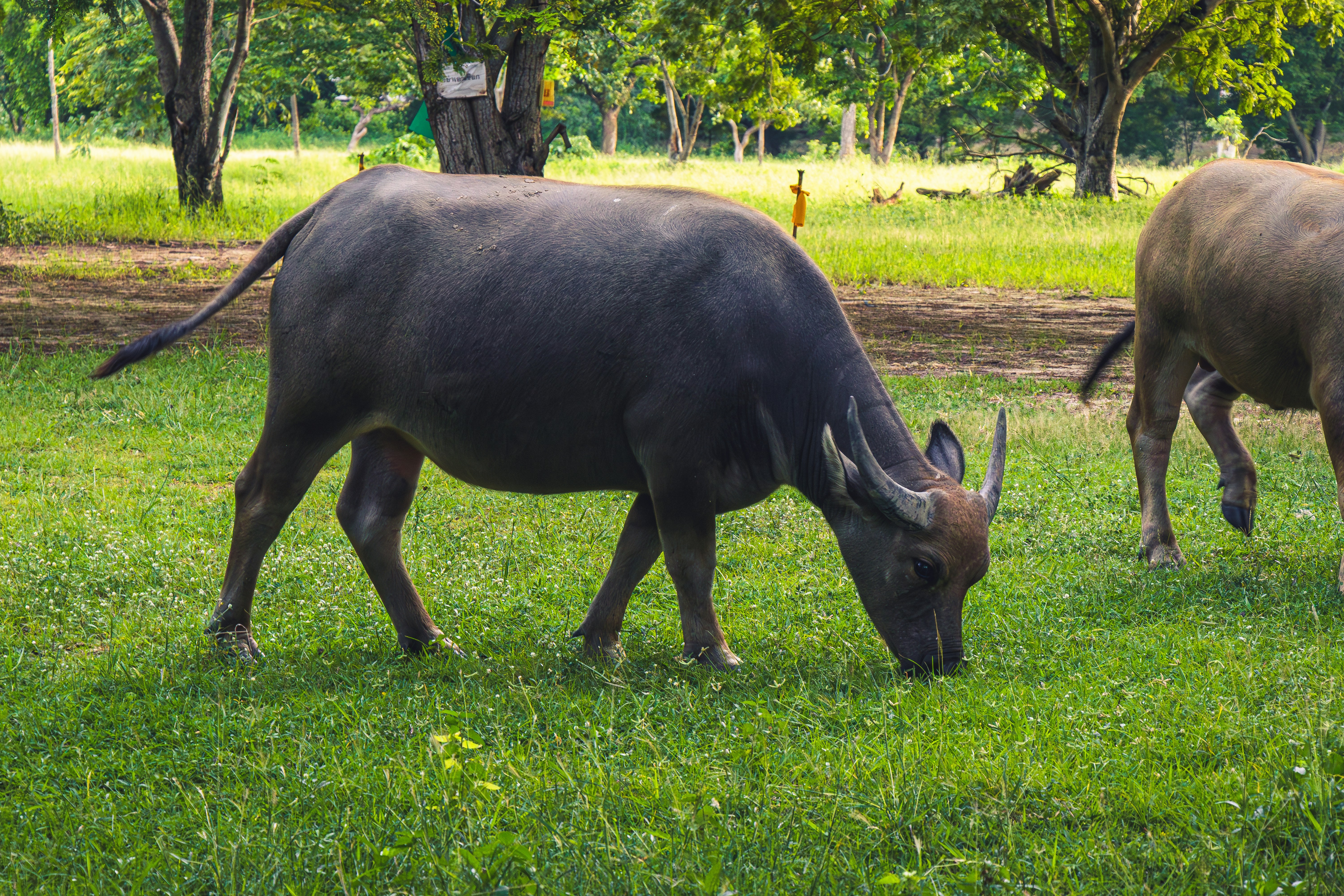 Water buffalo peacefully grazing in a lush, green meadow under a canopy of trees.