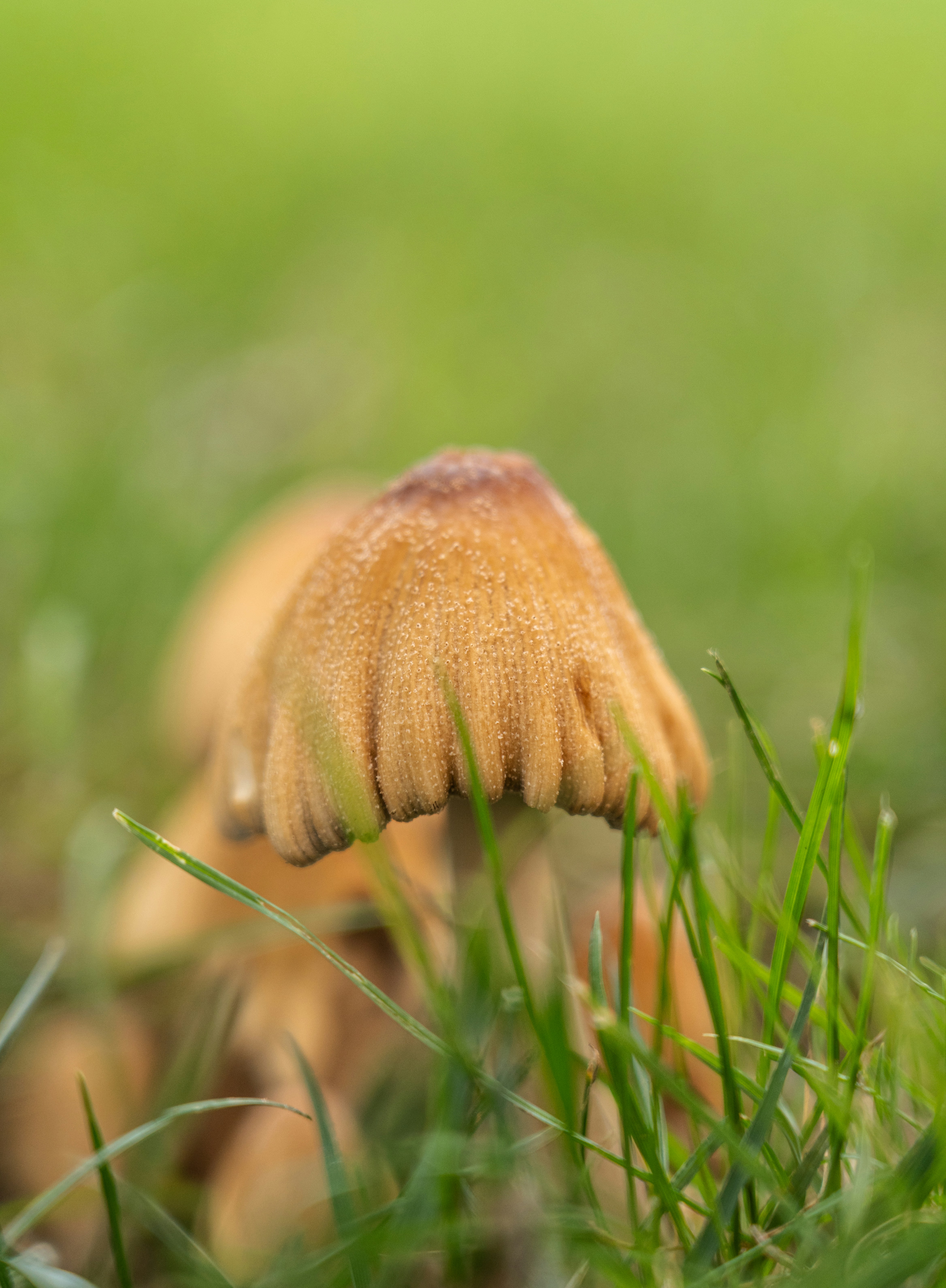 Amber-Fringed Mushroom Anchors a Soft-Focused Grass Scene