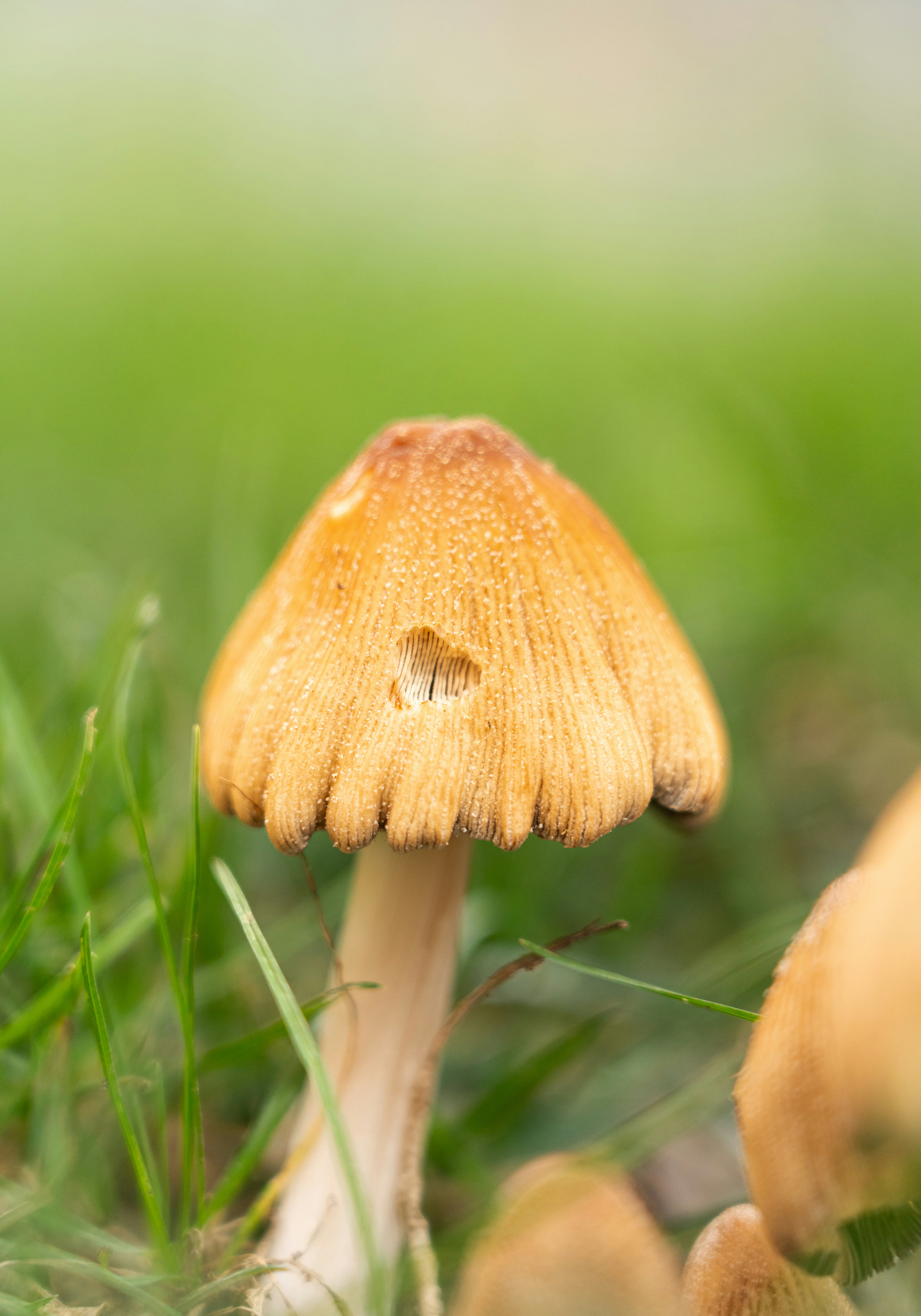 Golden Cap Mushroom Rising From the Grass
