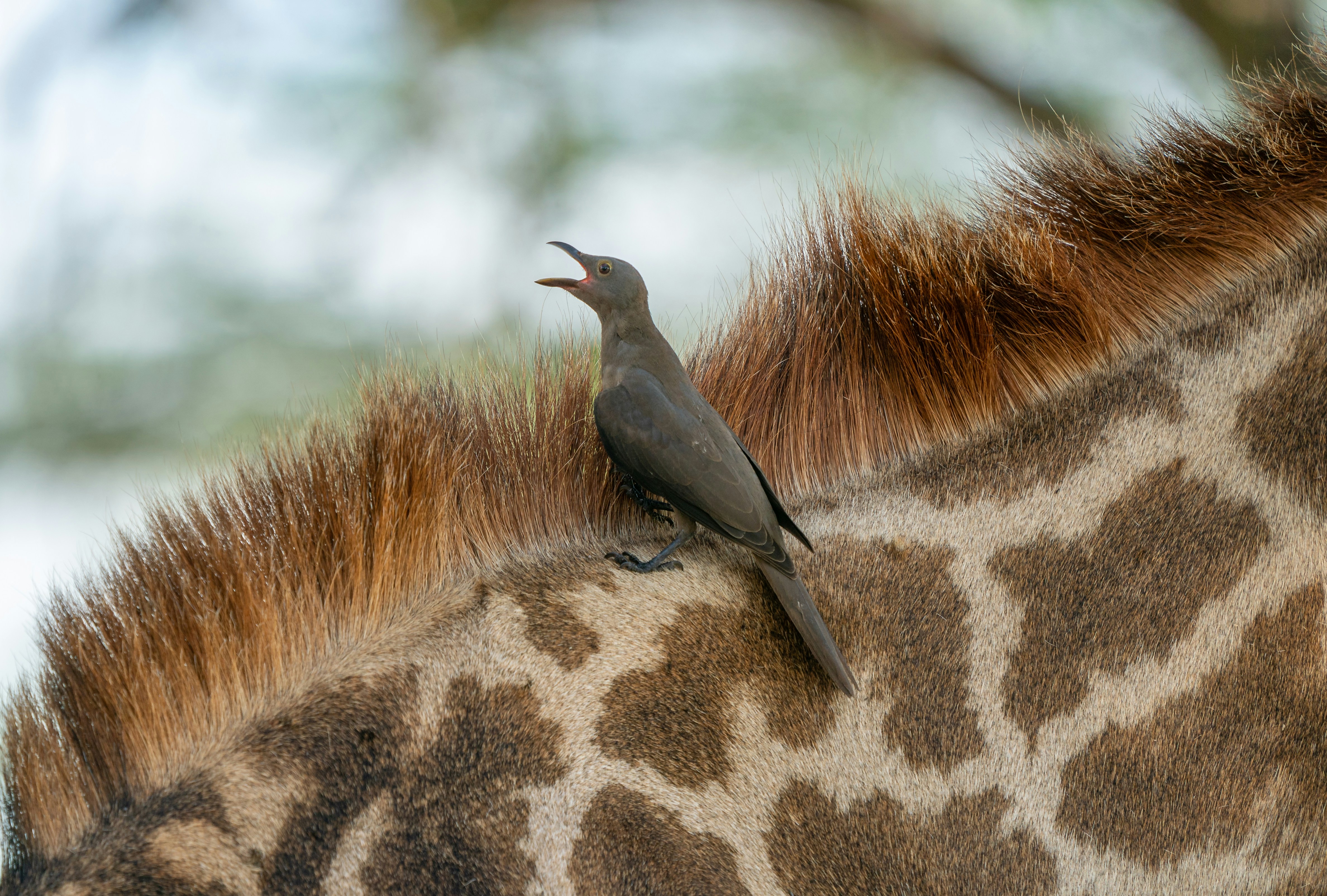 Symbiotic Serenade: Oxpecker's Perch