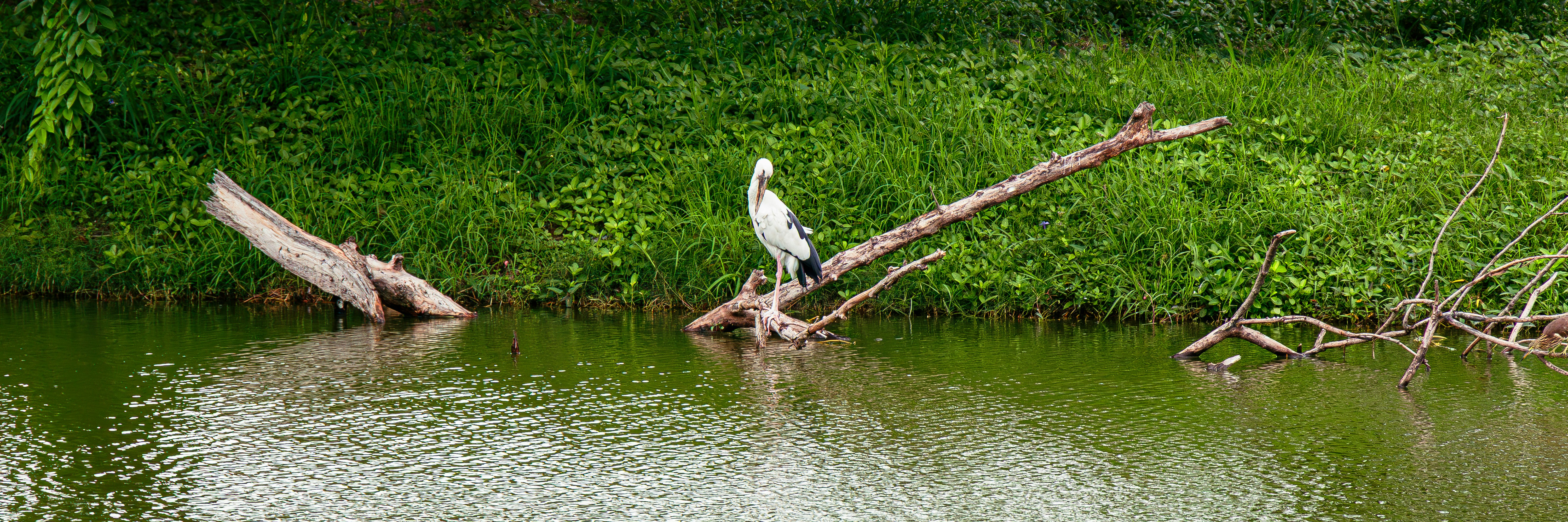 Egret on Driftwood: Quiet Riverbank Portrait
