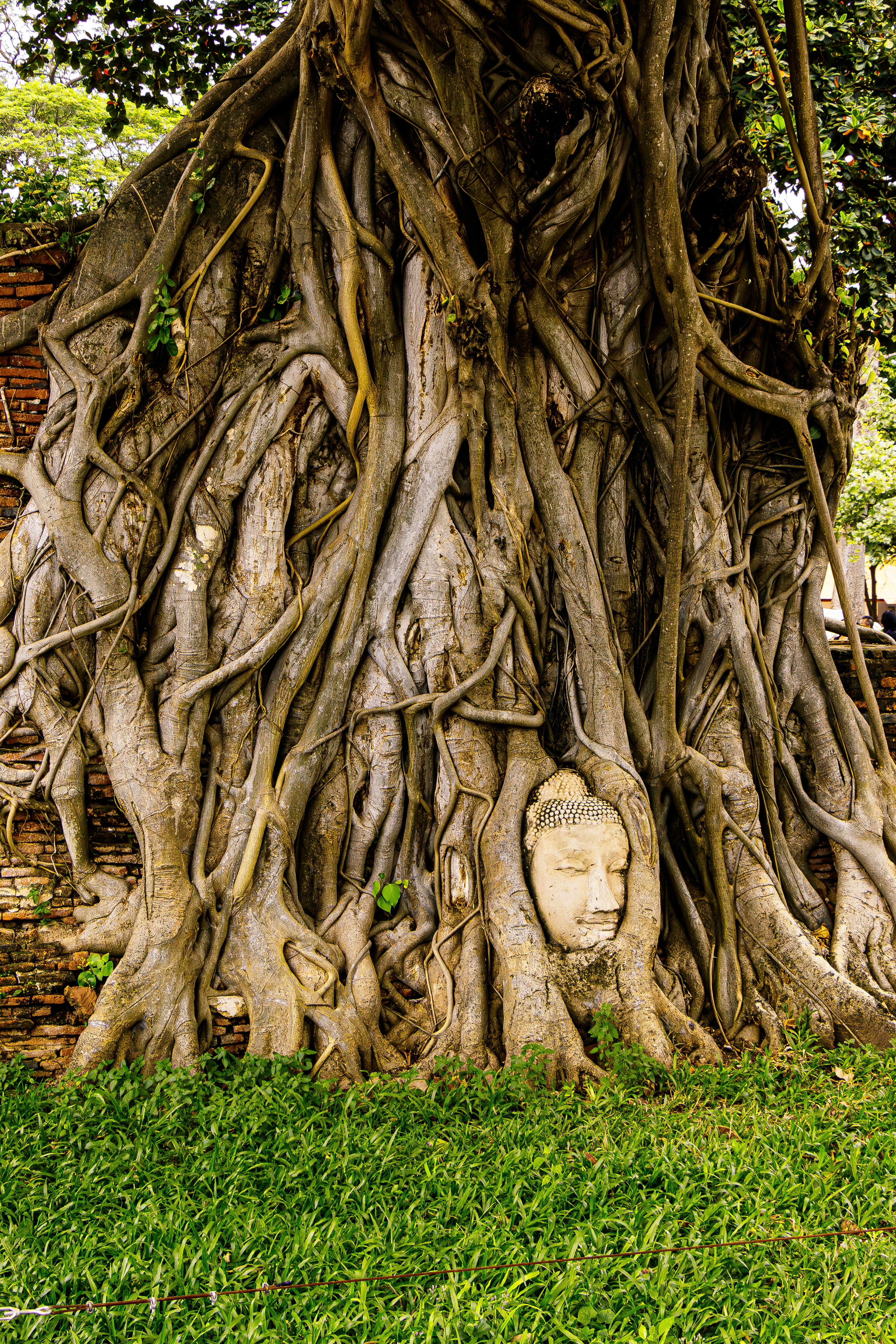 Buddha's head encased in tree roots. photo – Free Sculture Image on ...