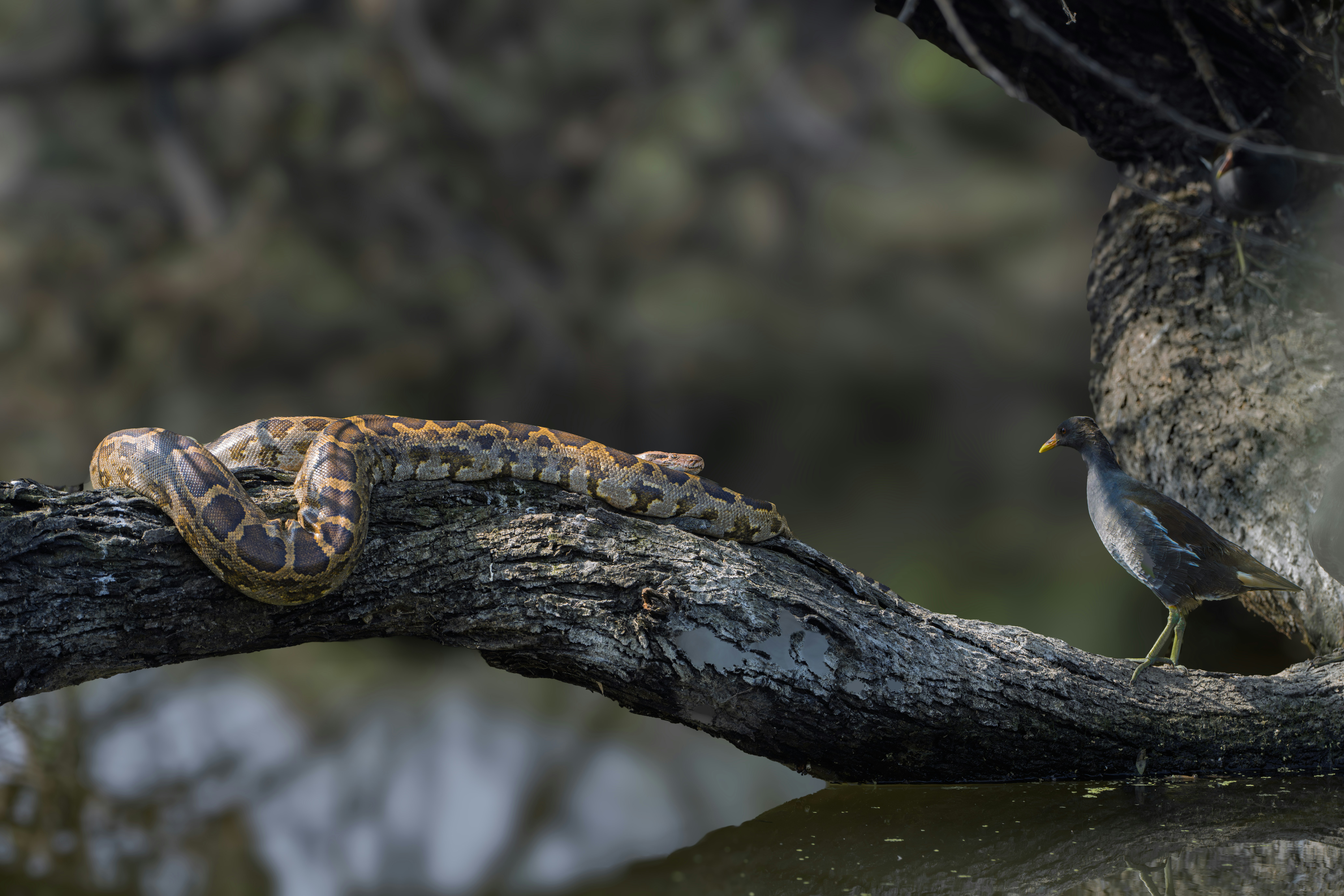 Snake and bird share a branch near water.