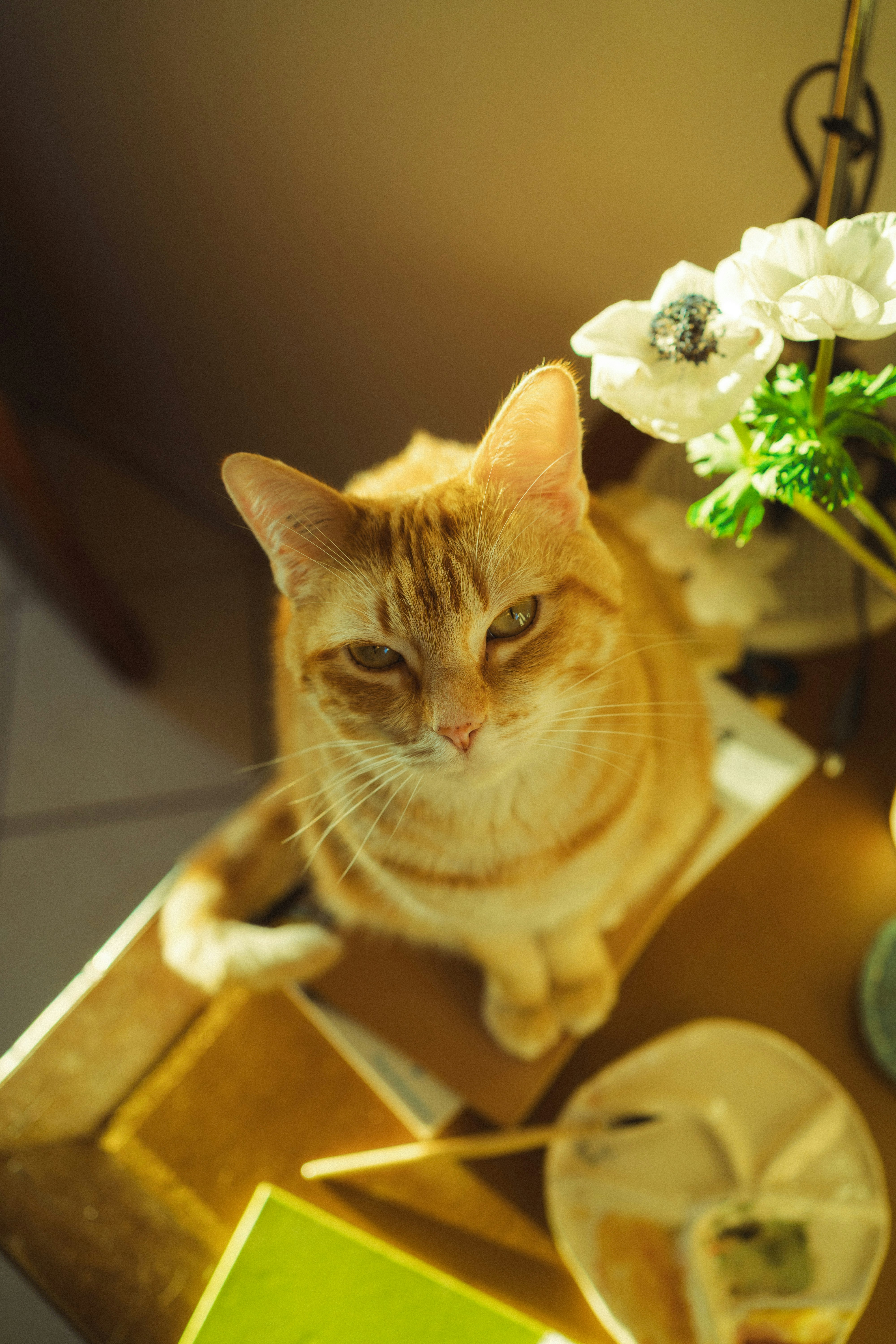 Francesca Pieleanu (@francescafrann) | Communauté photos Unsplash