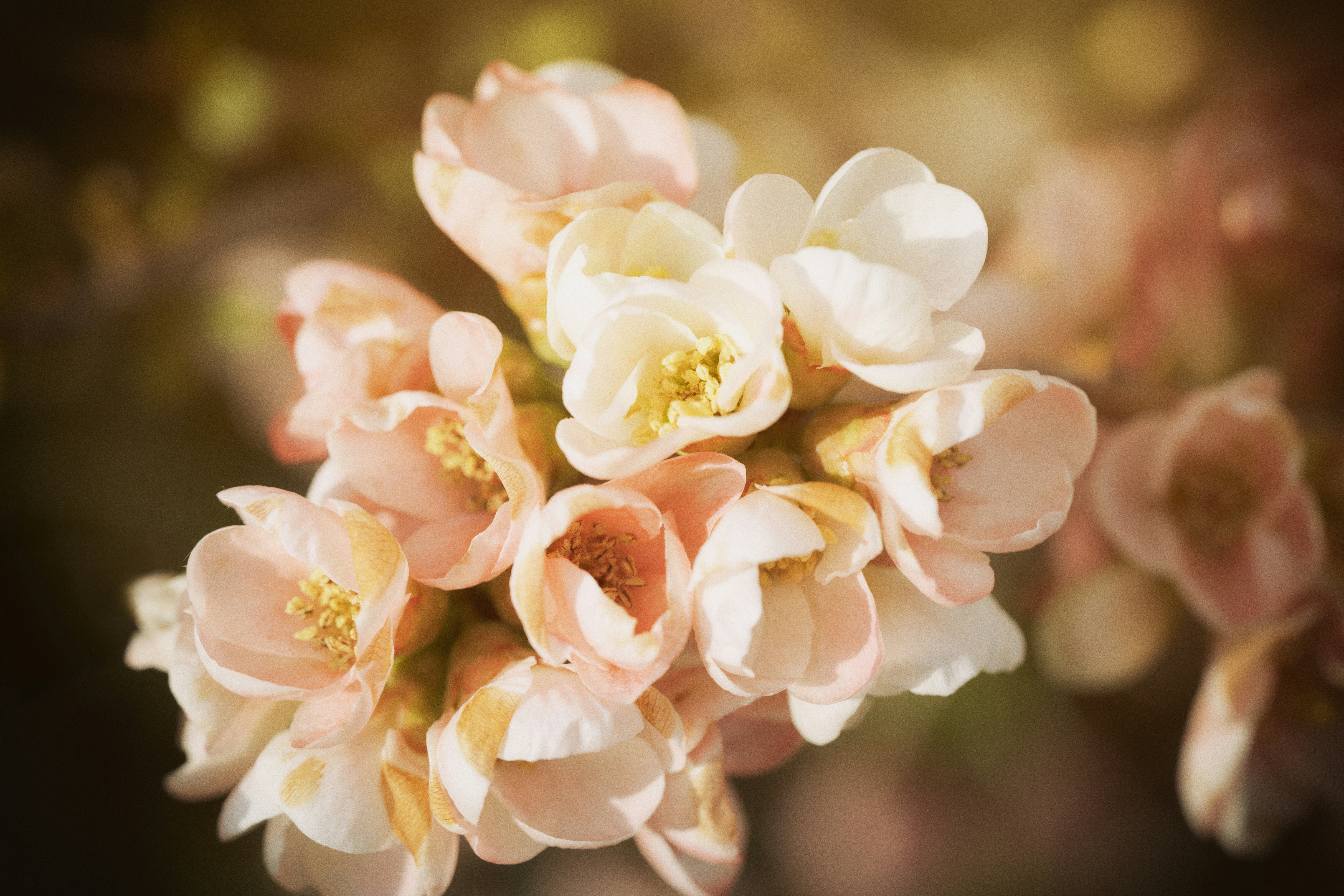 Delicate pink and white flowers in full bloom. photo – Free Flower ...