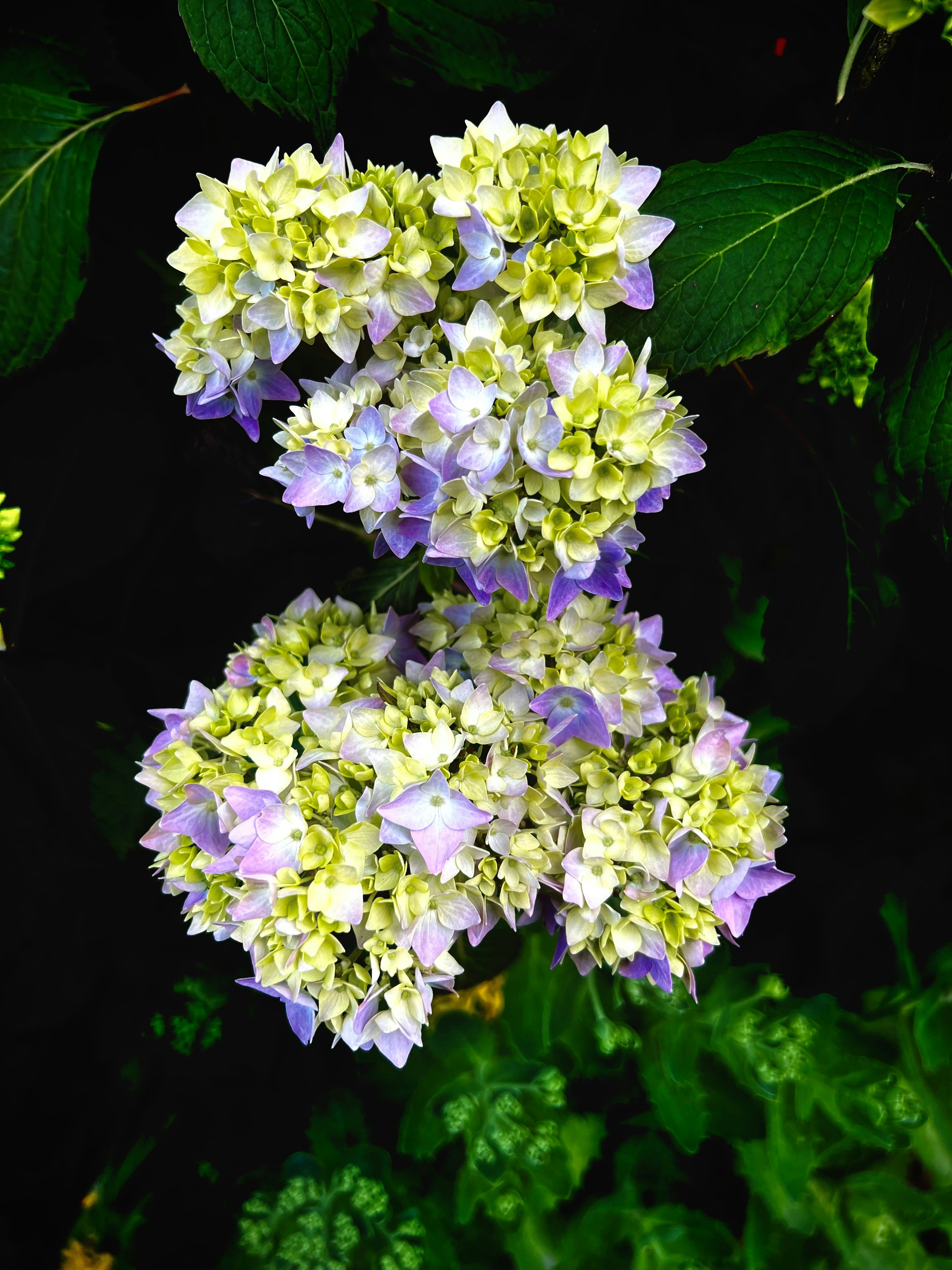 Pastel Hydrangea Clusters in Velvet Green Frame