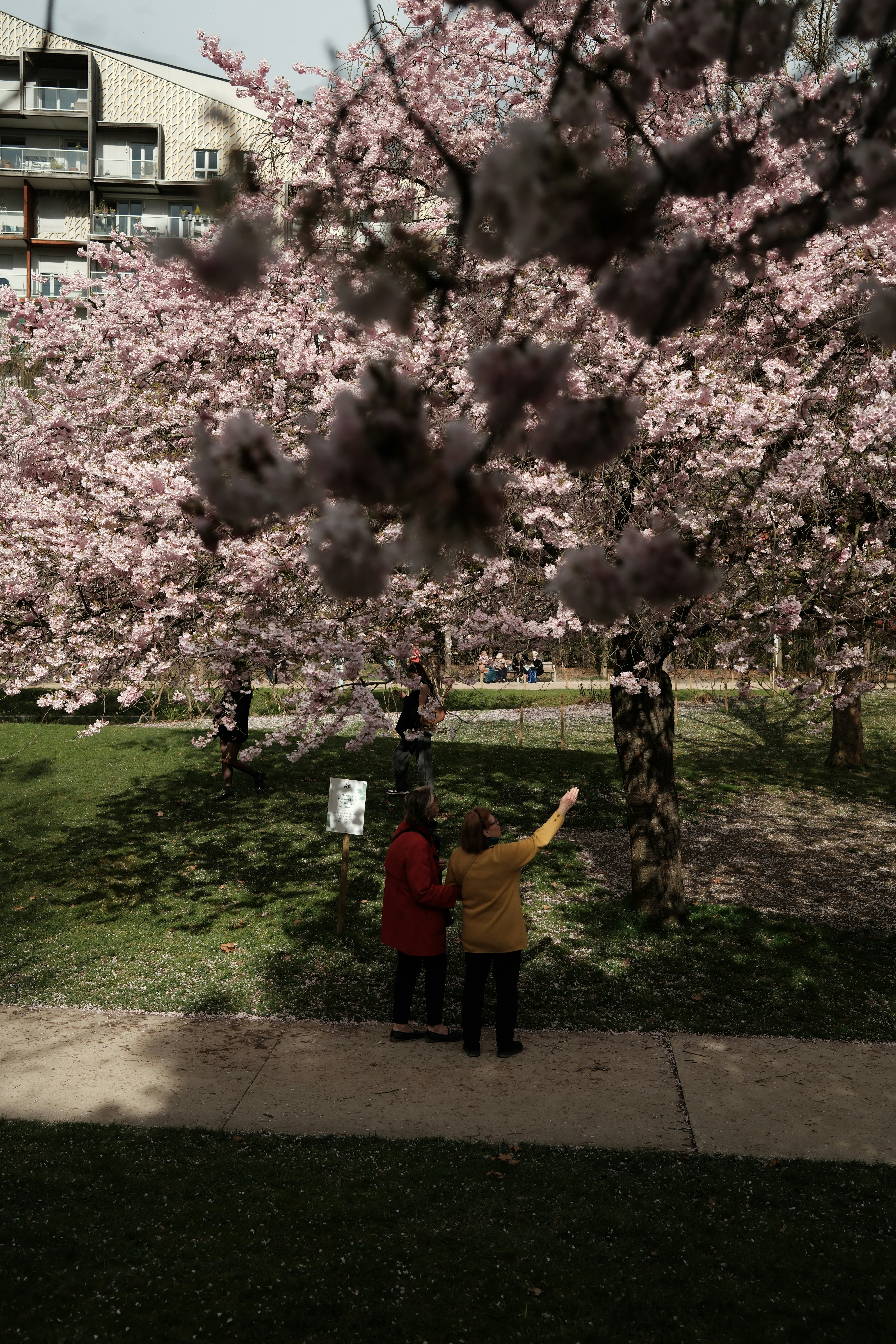 Under the Sakura Canopy: A Quiet Moment Among Blooming Cherry Trees