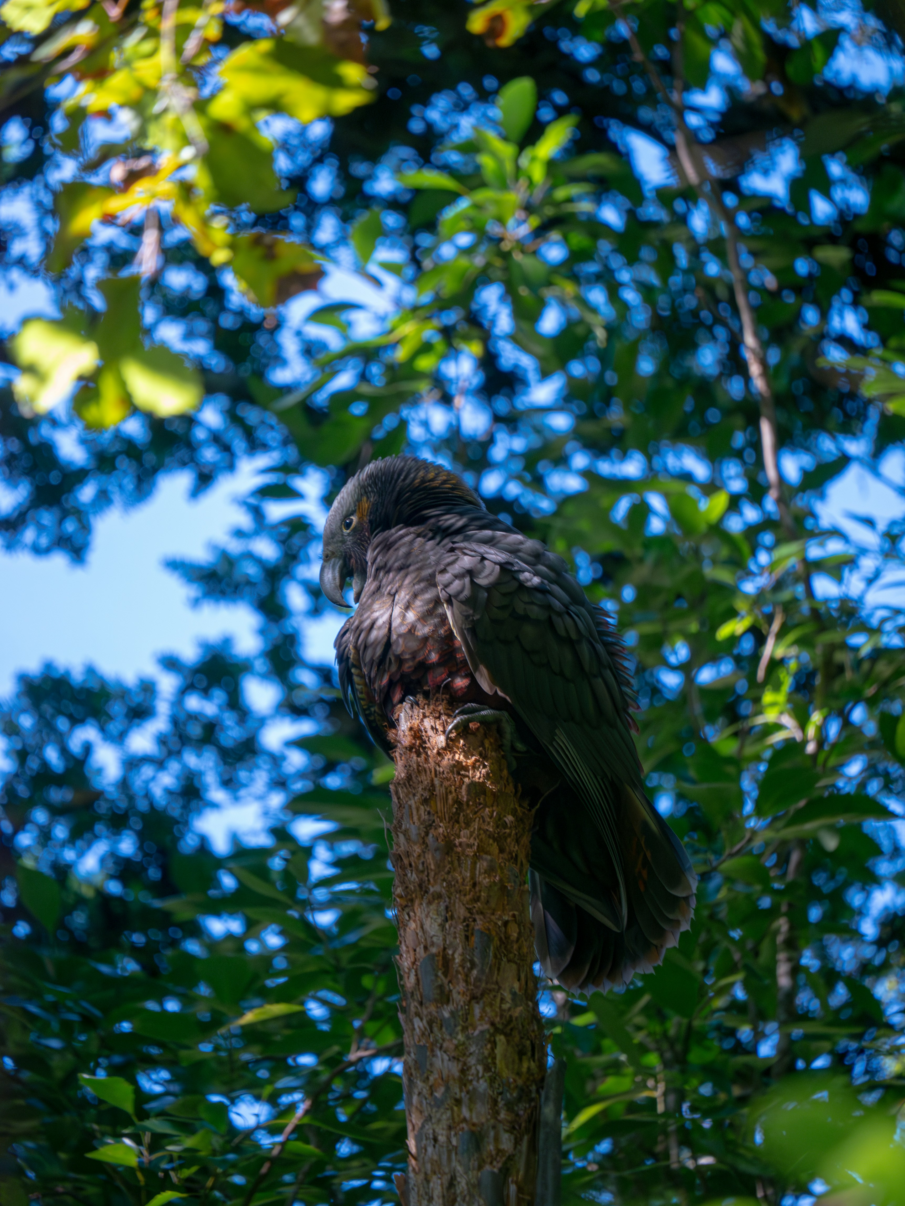 Parrot on a Sunlit Post Amid a Leafy Canopy
