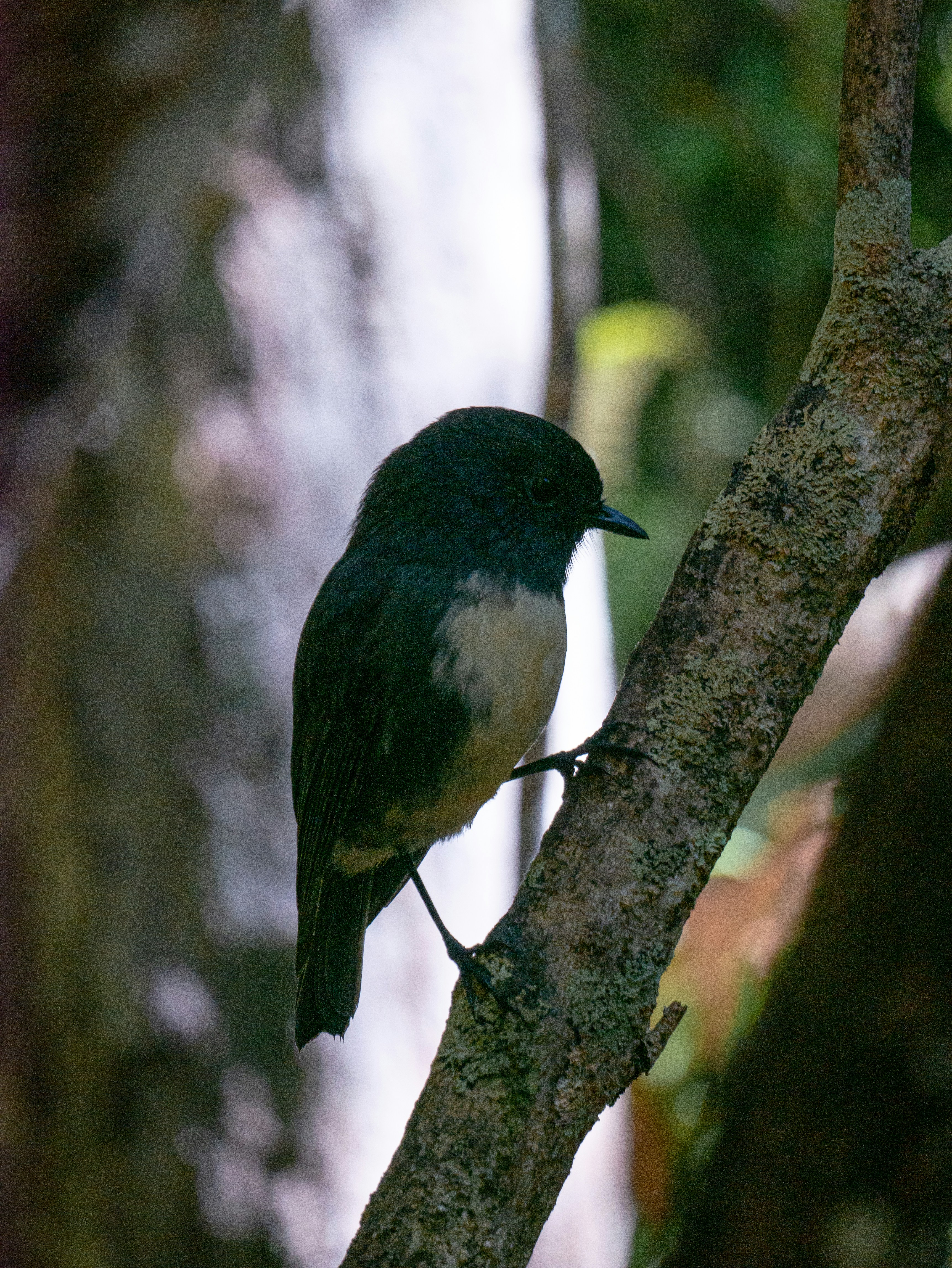 Shadowed Warbler on a Mossy Branch in Dappled Forest Light