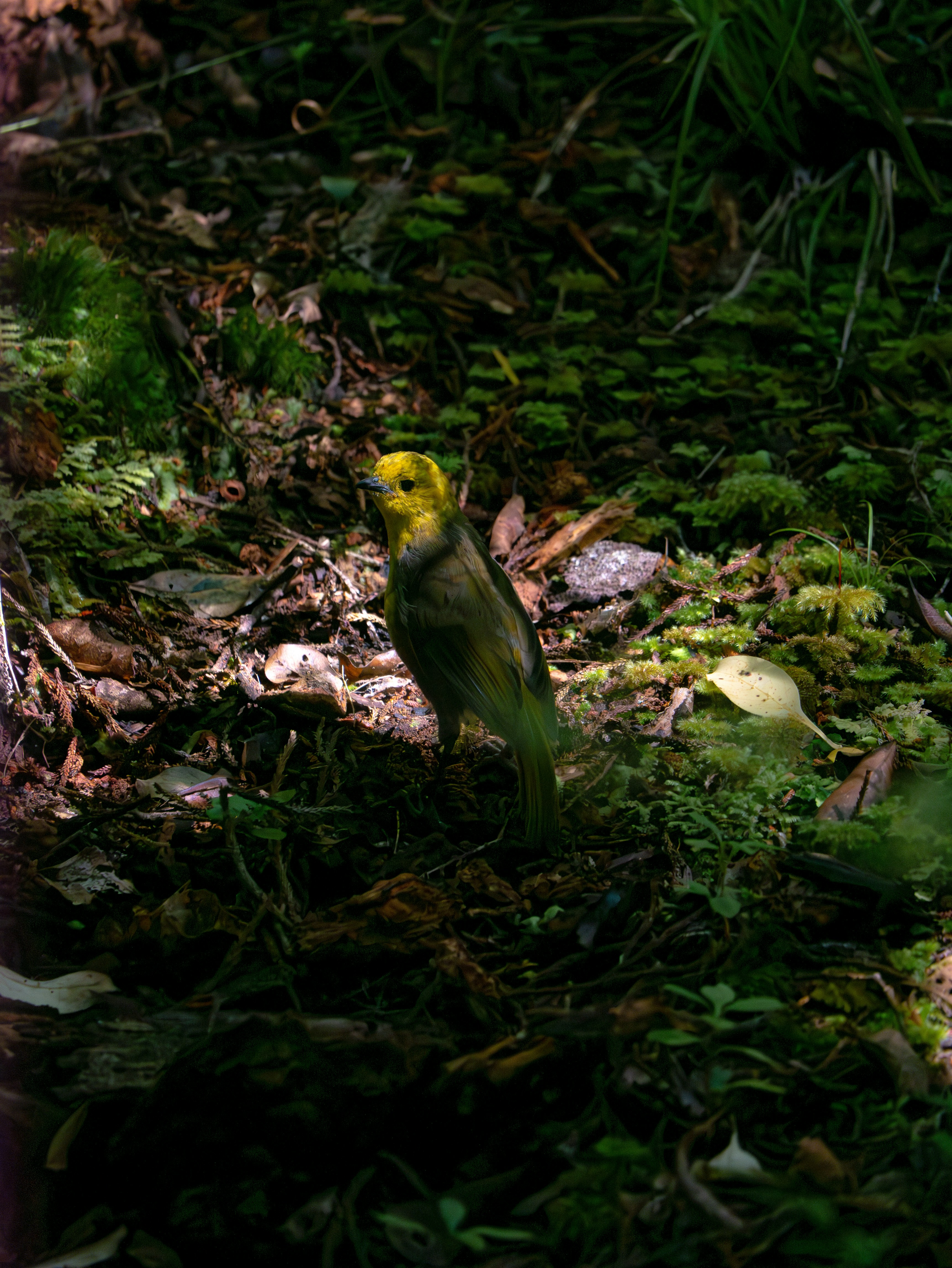 Golden Warbler in Dappled Forest Floor Light