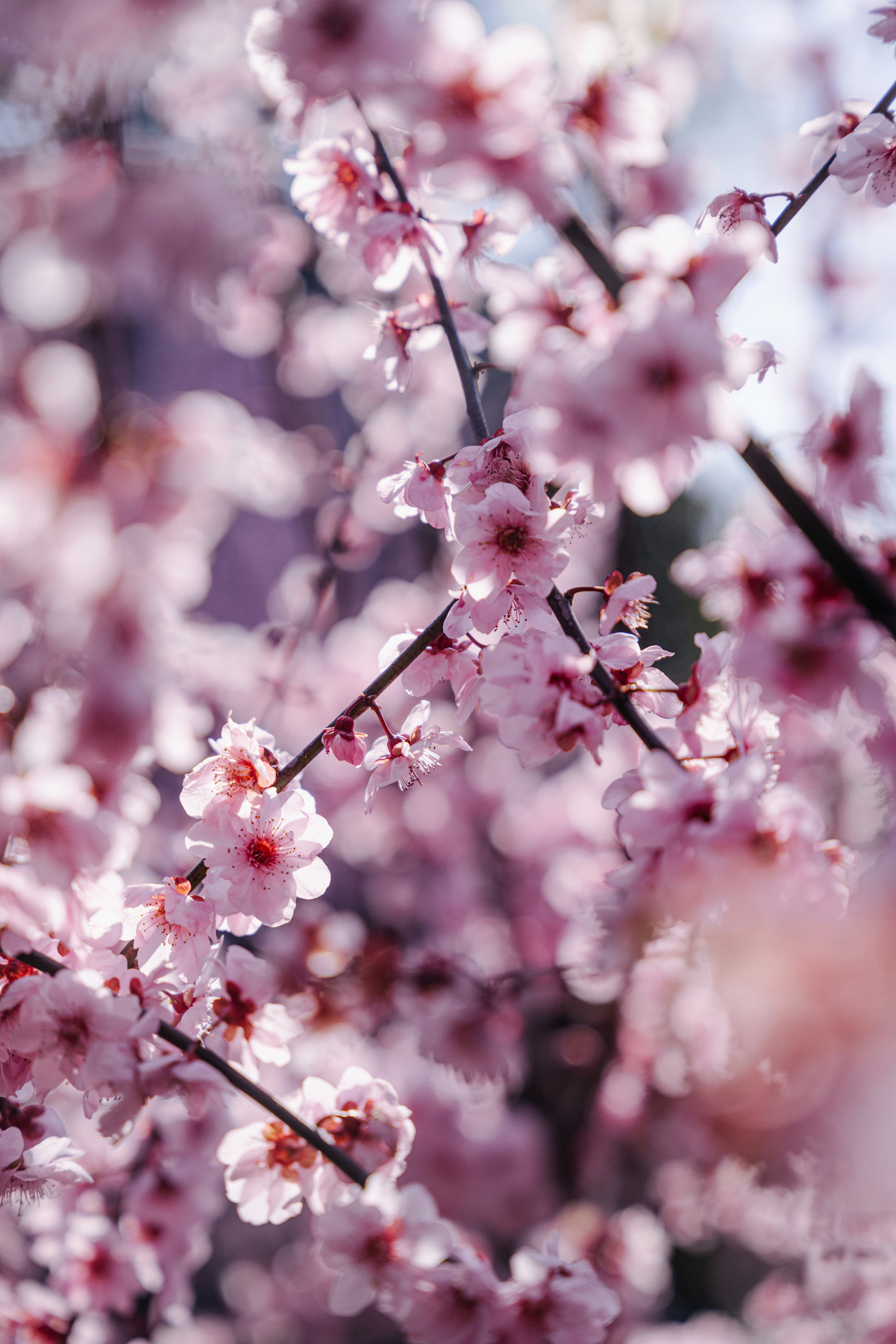 Beautiful pink cherry blossoms bloom in the sun. photo – Free Flower ...