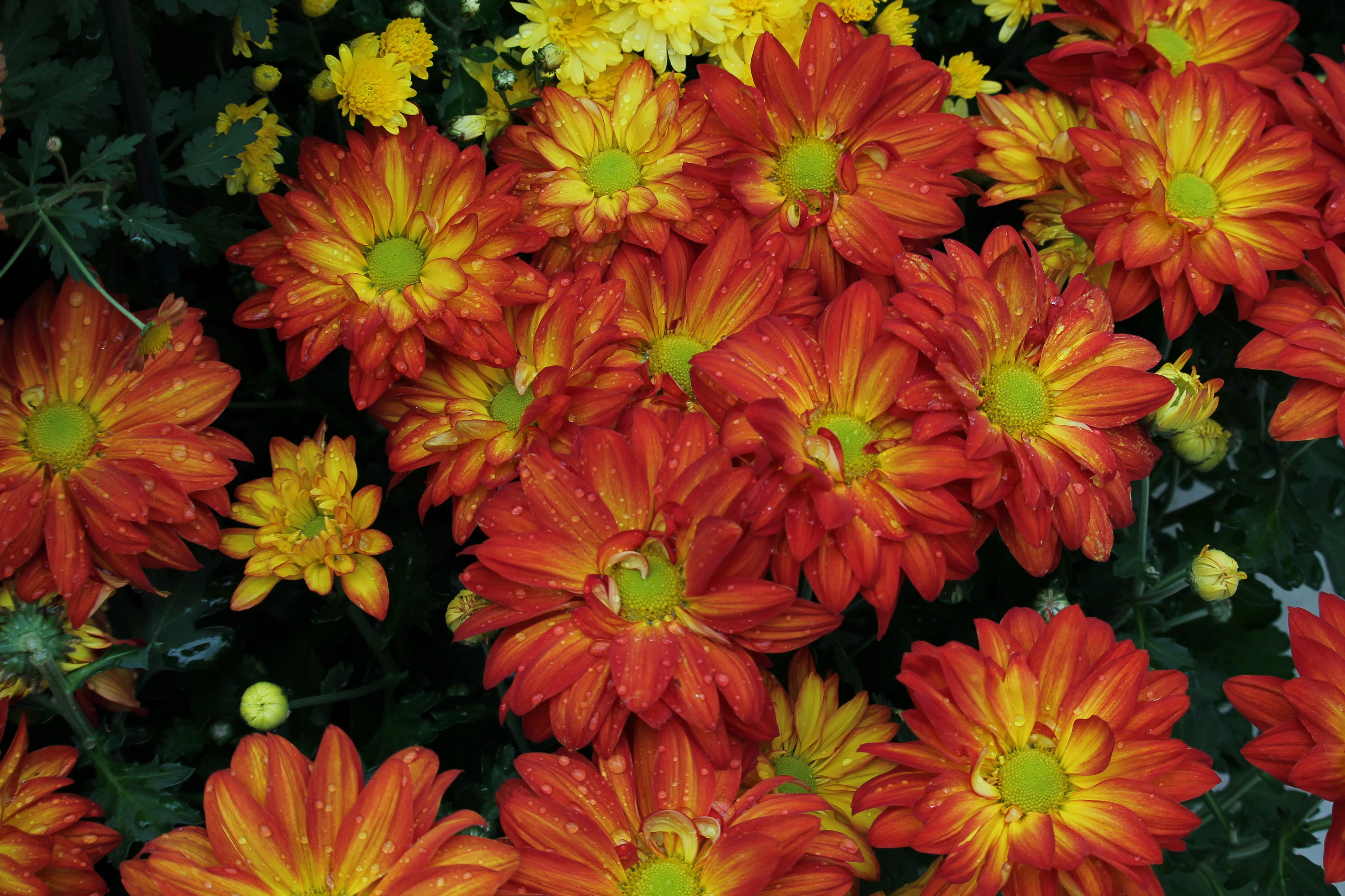 Orange chrysanthemum mosaic: a sunlit bloom tapestry