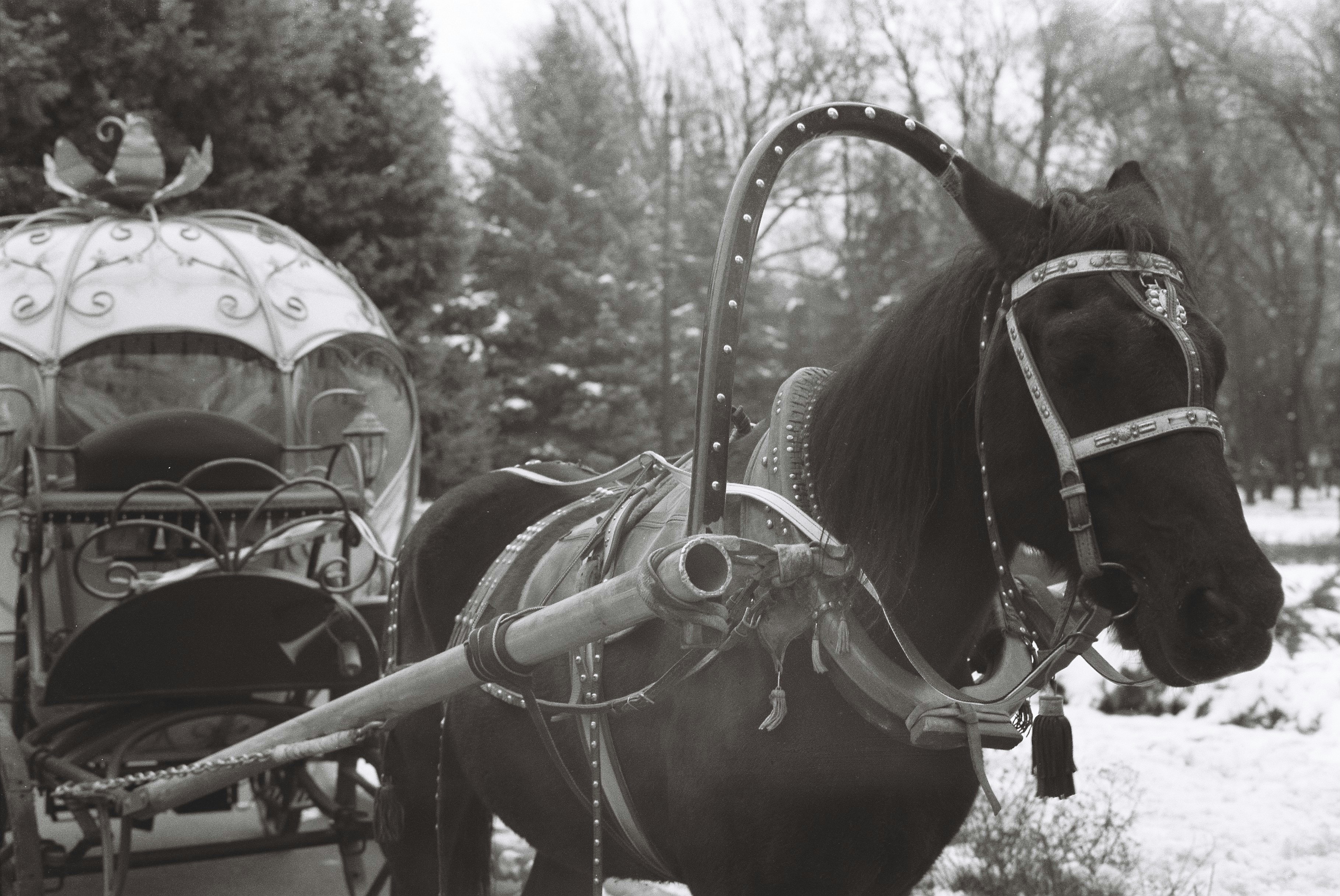 Winter Whimsy in Harness: A Horse-Drawn Carriage on Snow