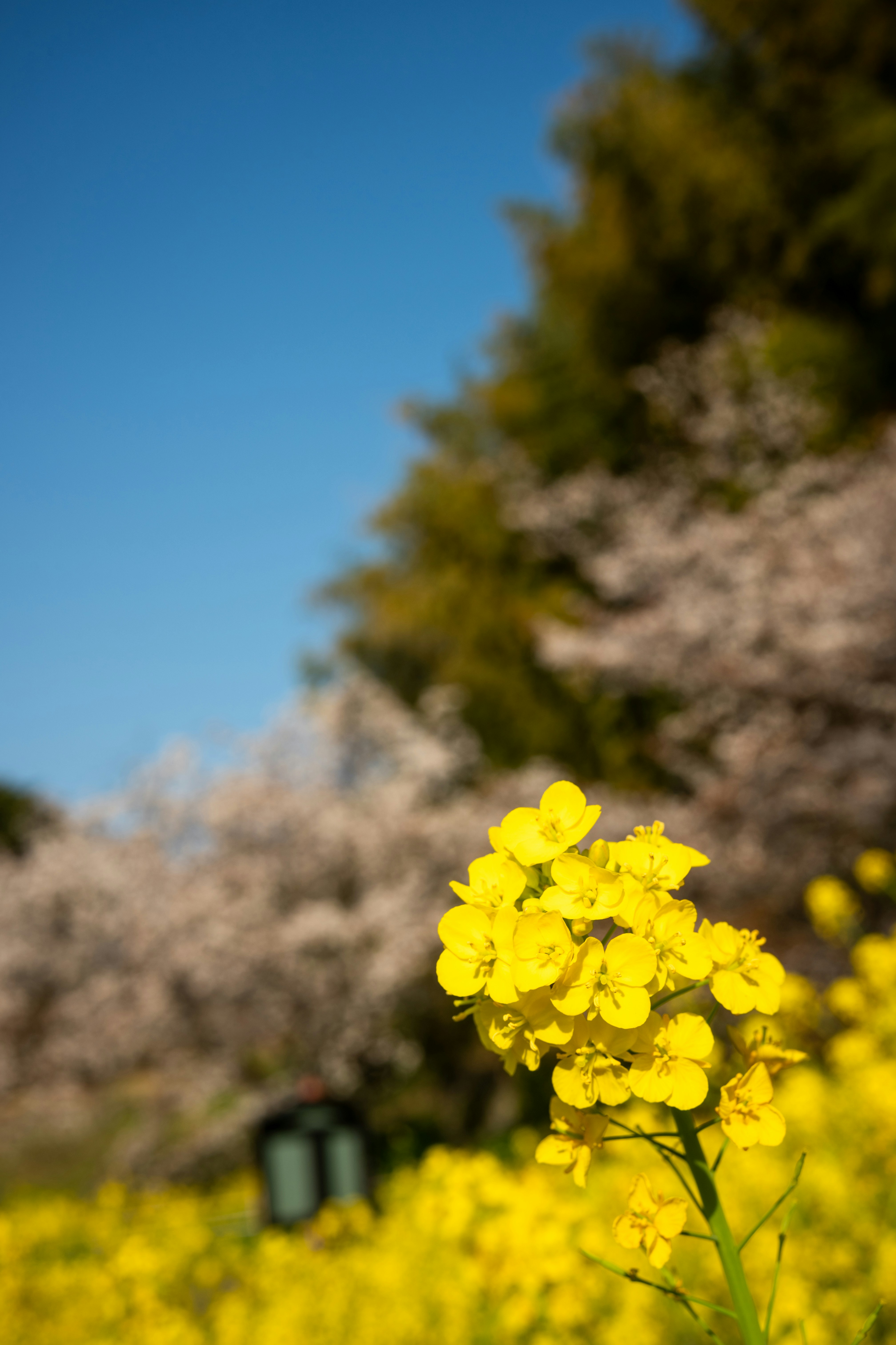 Golden Bloom in Sharp Focus Against a Dreamy Spring Backdrop