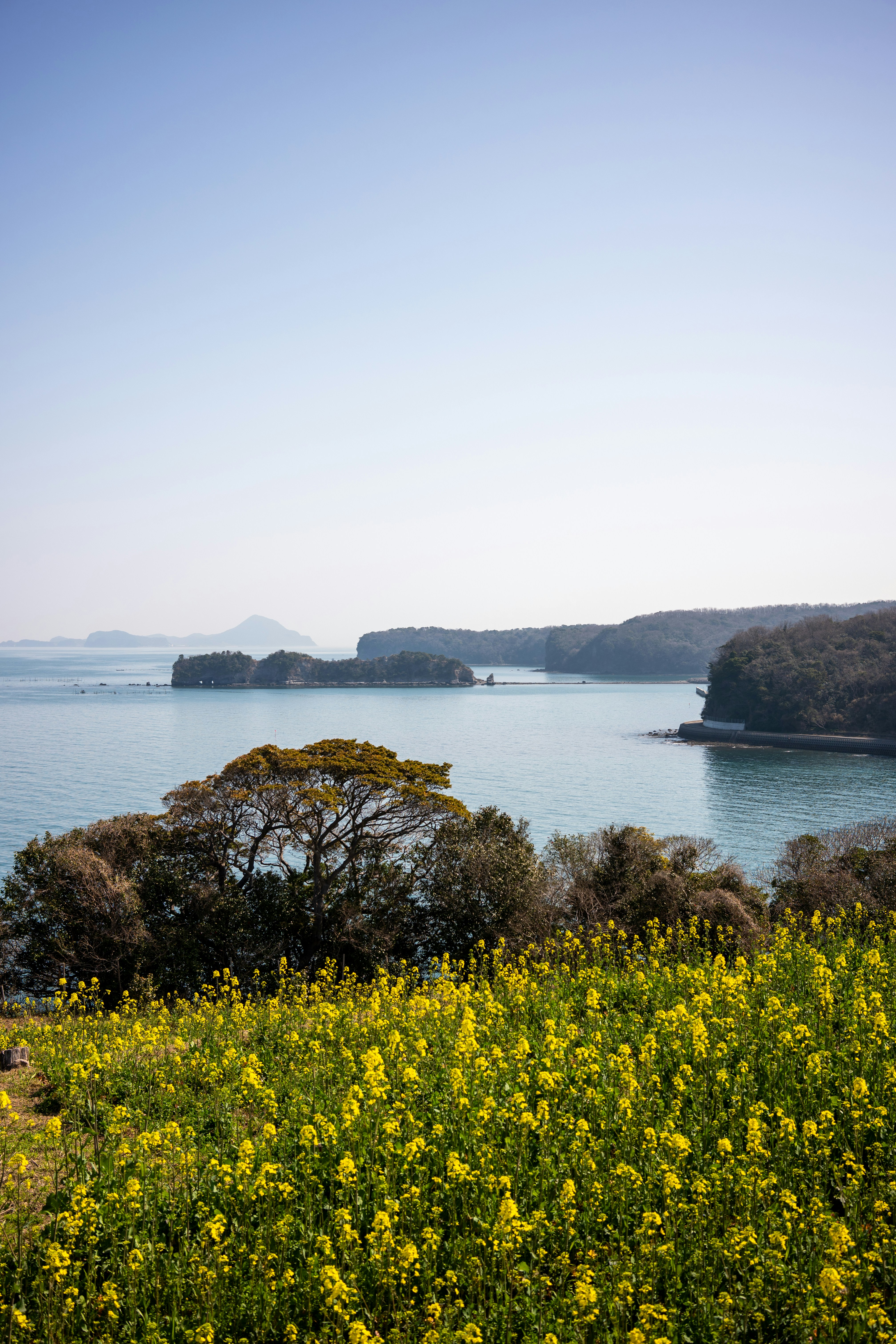 Sunlit Coastline and Blossoming Fields