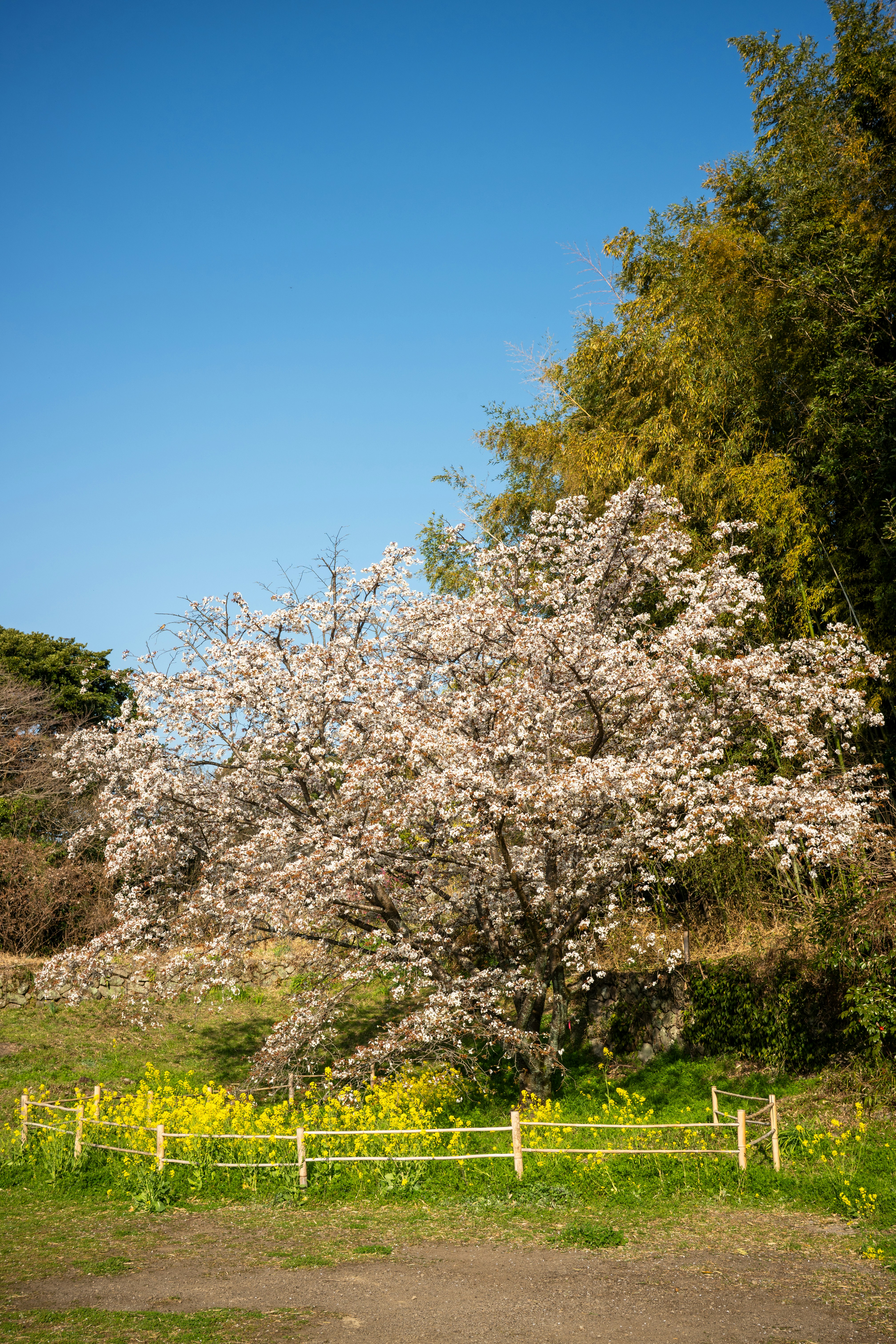 Cherry blossom tree blossoms under a blue sky. photo – Free Forest ...