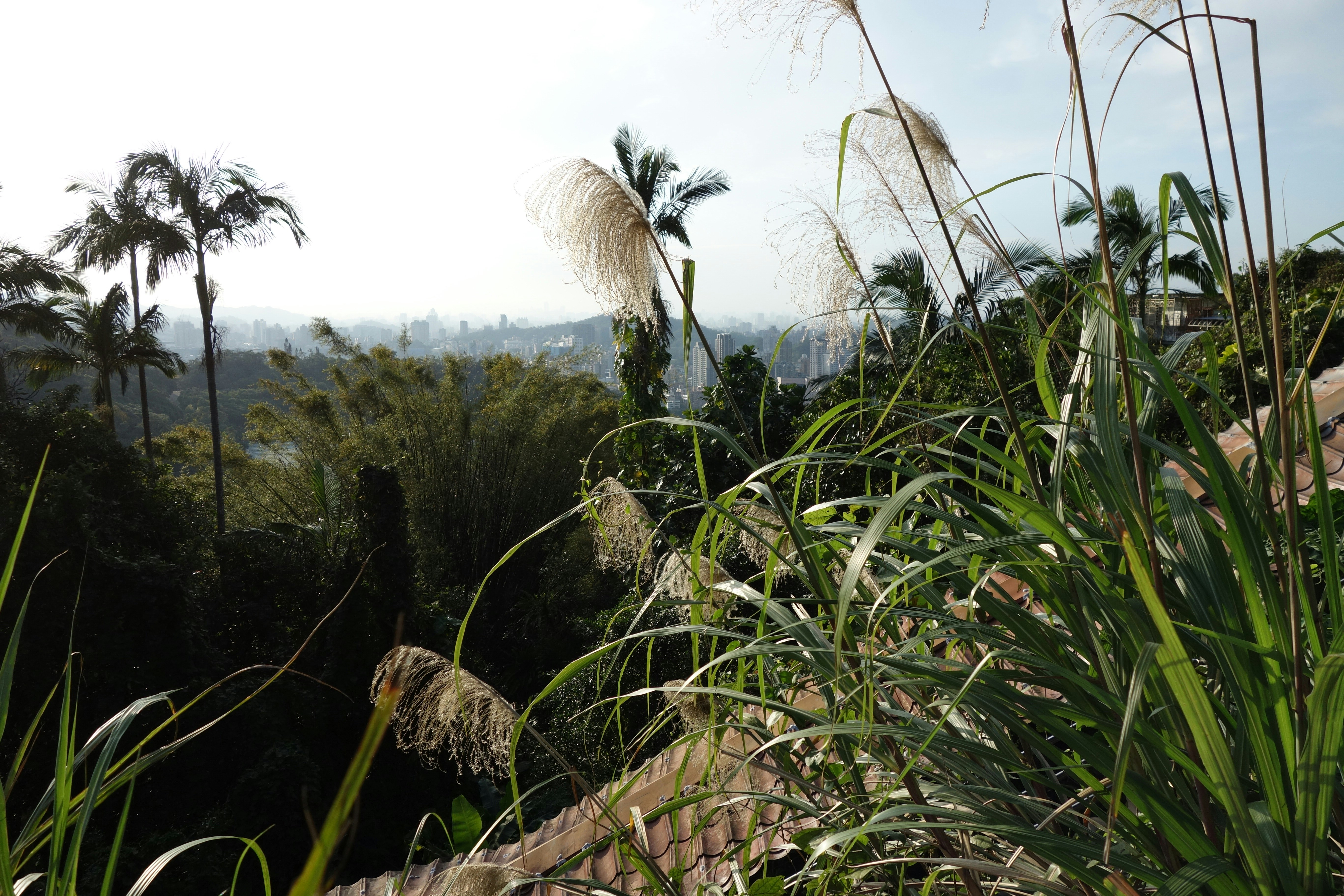 Backlit Horizon Through Tangled Grass: Distant Palms and a Hazy Sky
